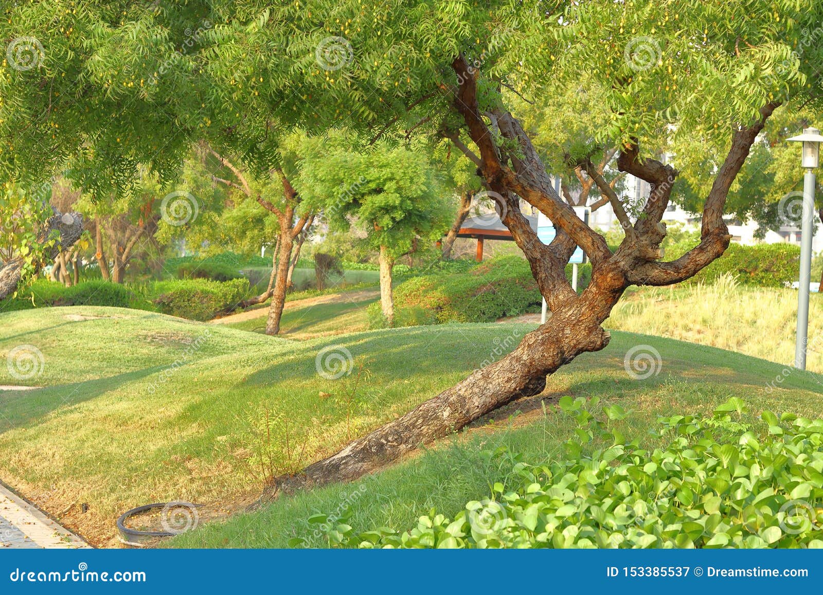 LYING TREE on GROUND stock image. Image of pocket, osmo - 153385537