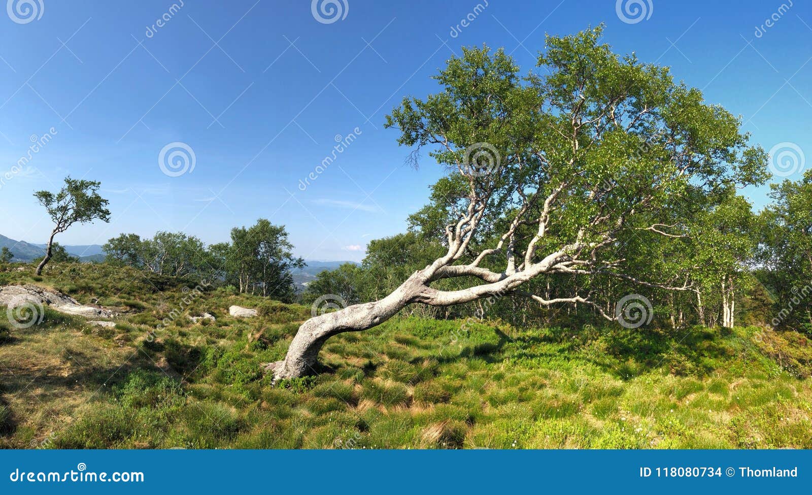 Bent tree stock photo. Image of vendt, bent, background - 118080734