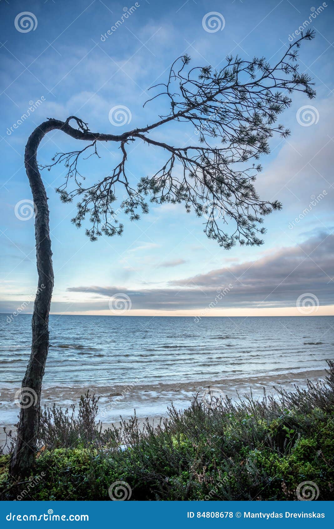 1,946 Bent Pine Tree Stock Photos - Free & Royalty-Free Stock Photos ...