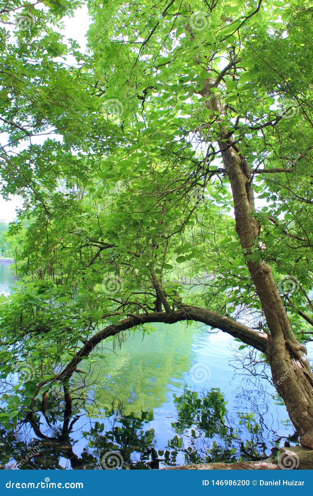 Bent tree over pond stock photo. Image of pond, bent - 146986200