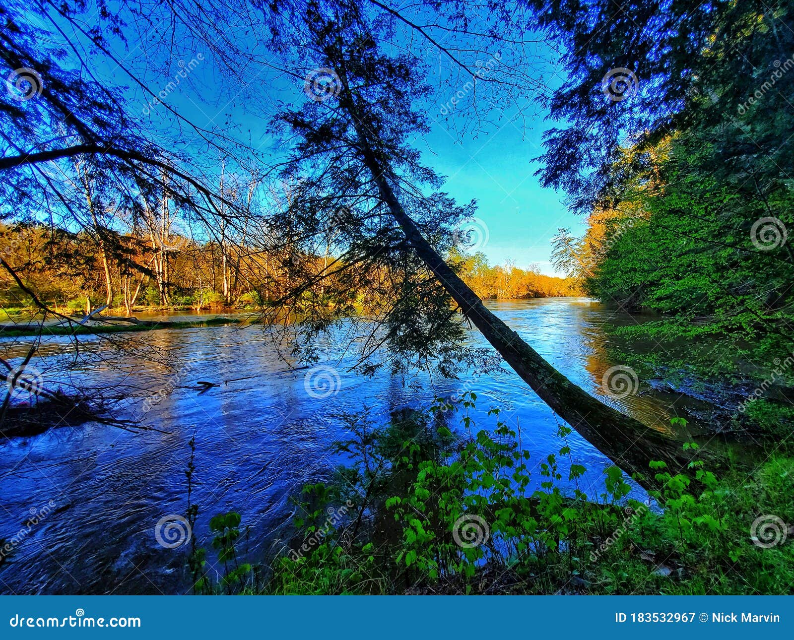 Bent tree over the water stock image. Image of scenic - 183532967