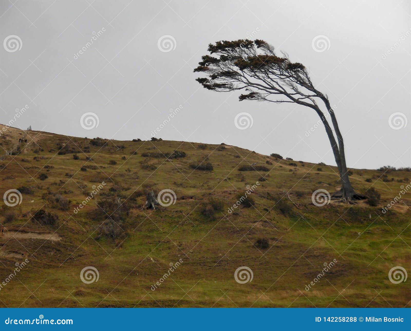 Bent tree stock photo. Image of climate, field, season - 142258288