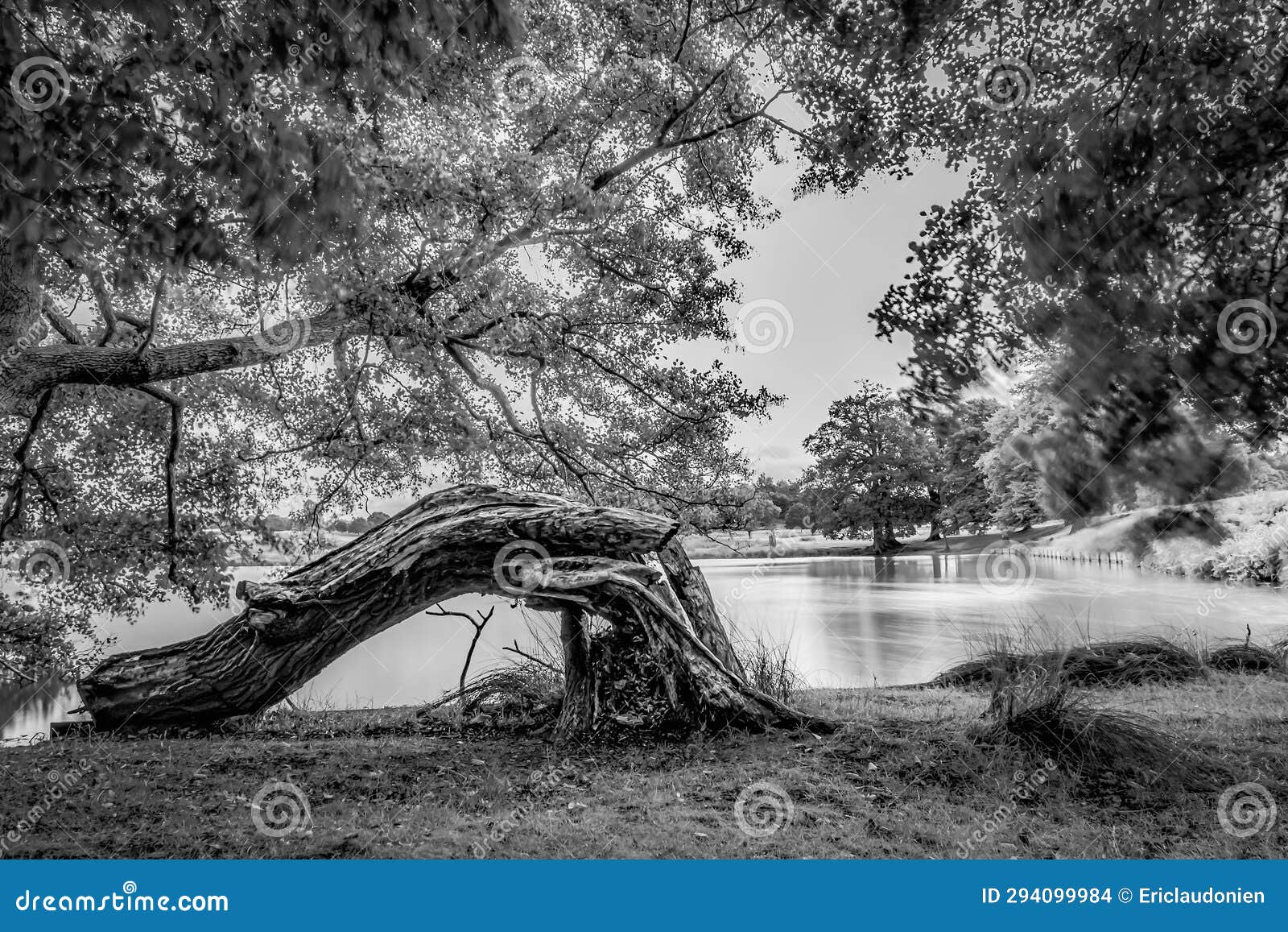 Richmond-Bent Tree Trunk stock photo. Image of nature - 294099984