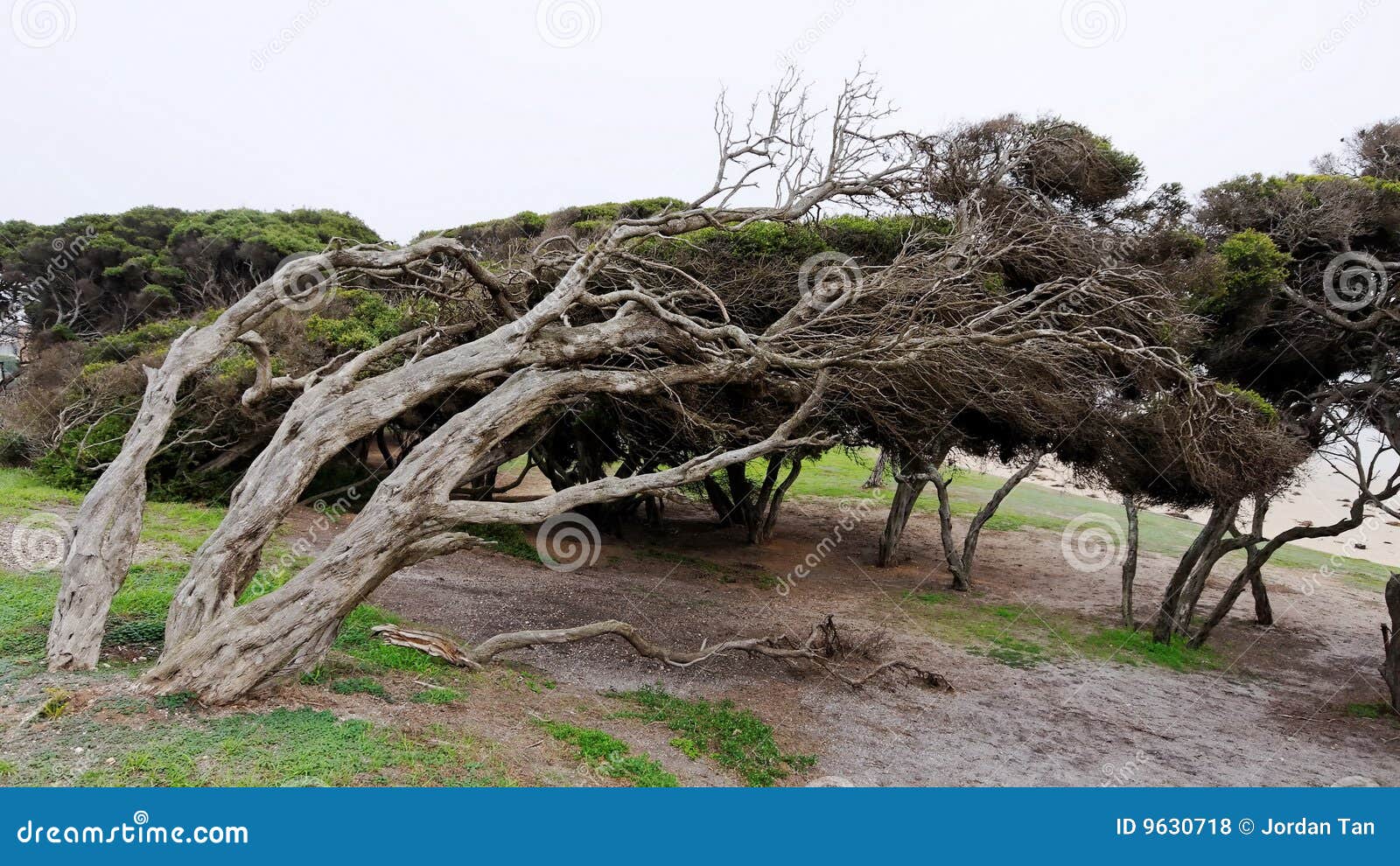 Bent Tree Trunks Royalty-Free Stock Image | CartoonDealer.com #9630718