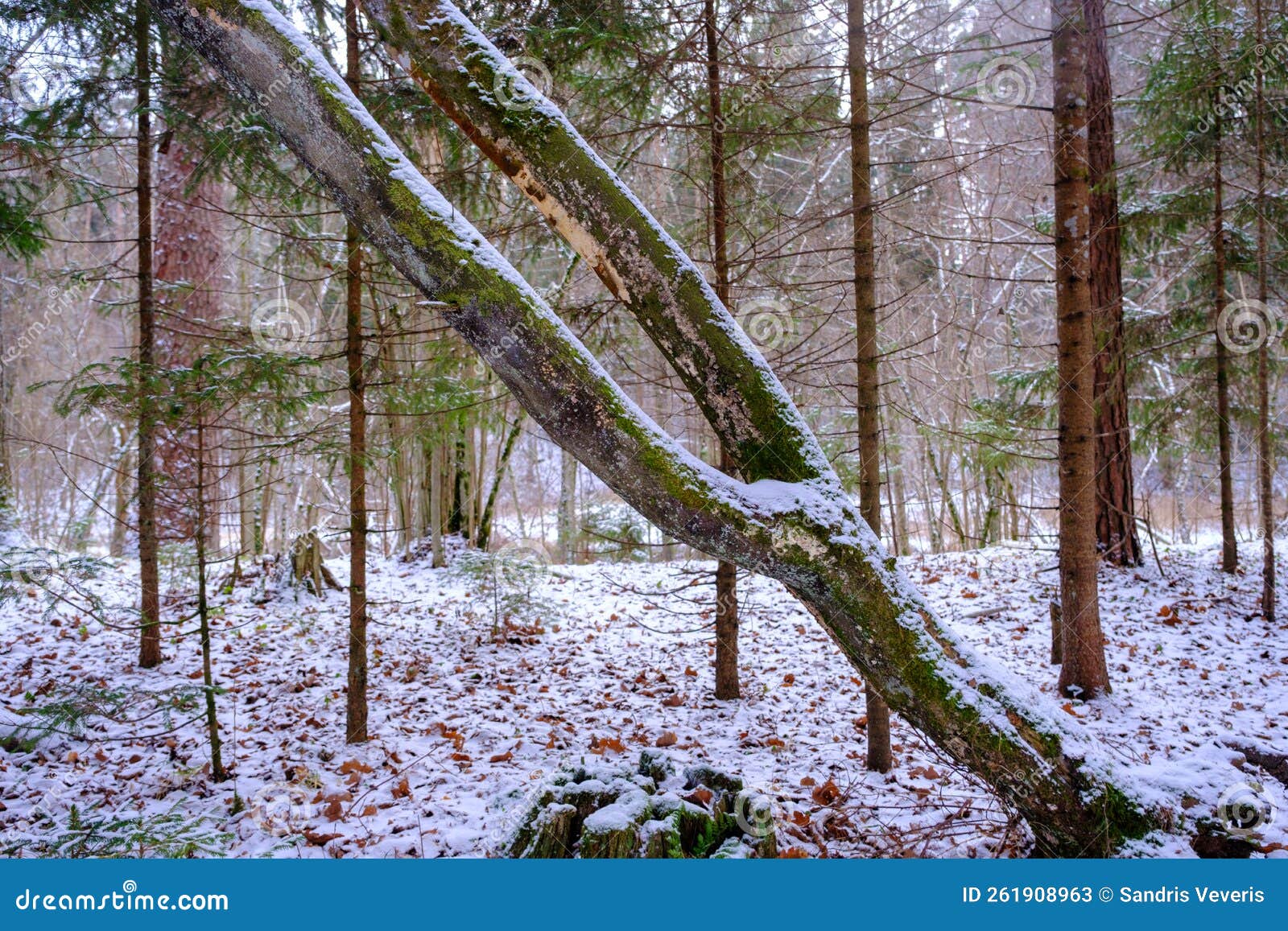 A Bent Tree with Two Branches. in the Untouched Forest of the Nature ...