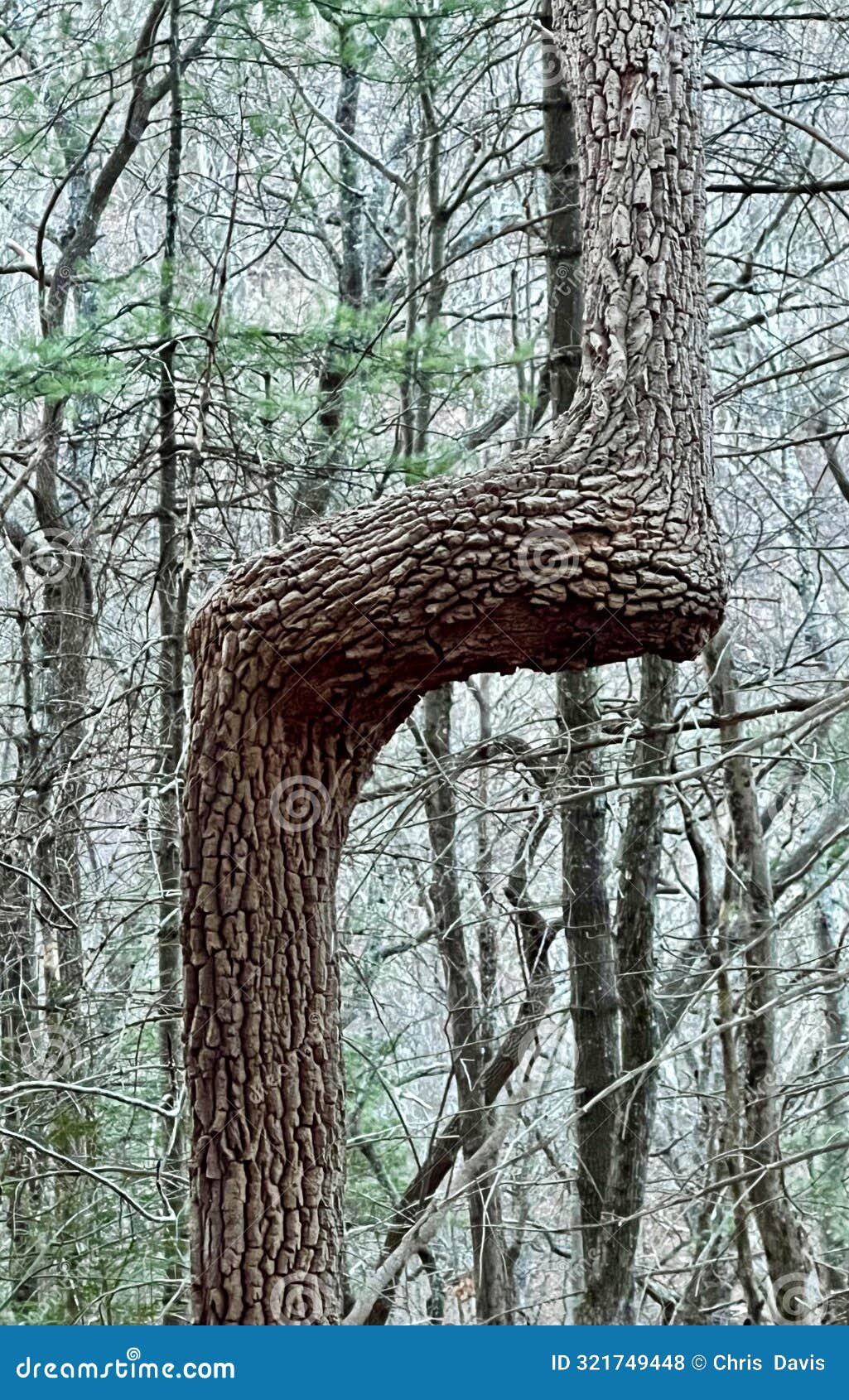 Bent tree stock photo. Image of bent, abstract, nature - 321749448