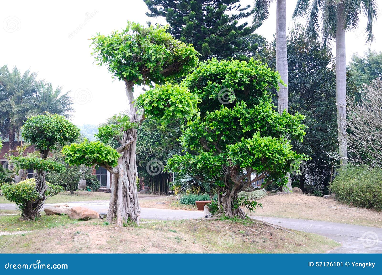 The bent tree stock image. Image of evergreen, gardening - 52126101