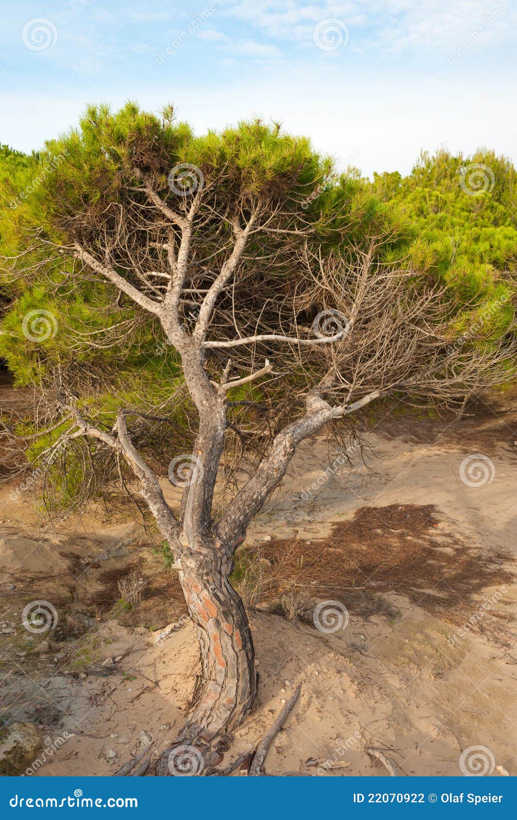 Bent trees stock photo. Image of summer, vertical, twist - 22070922