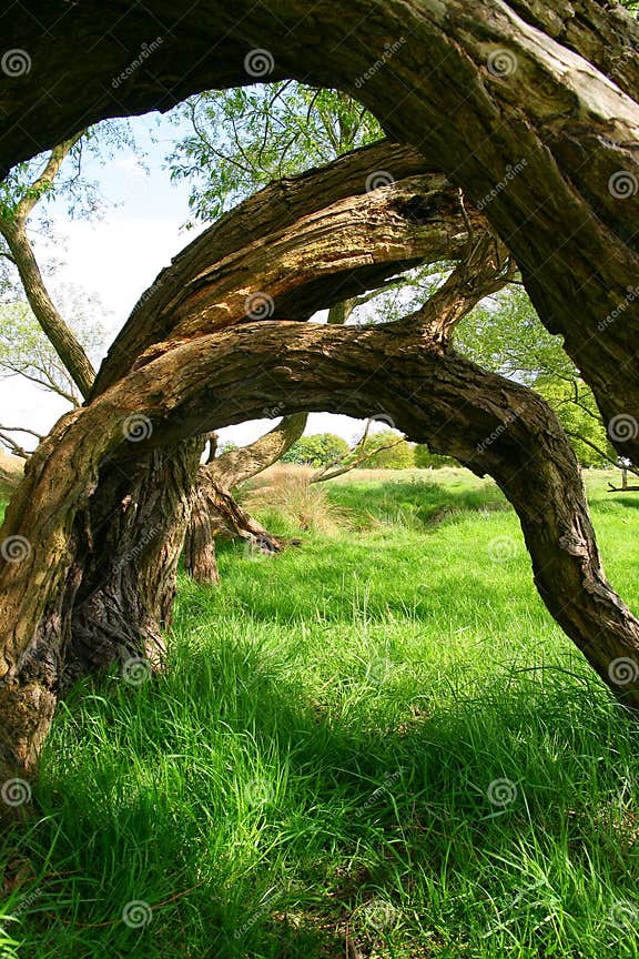 Bent trees stock image. Image of grass, bark, green, bent - 9762977