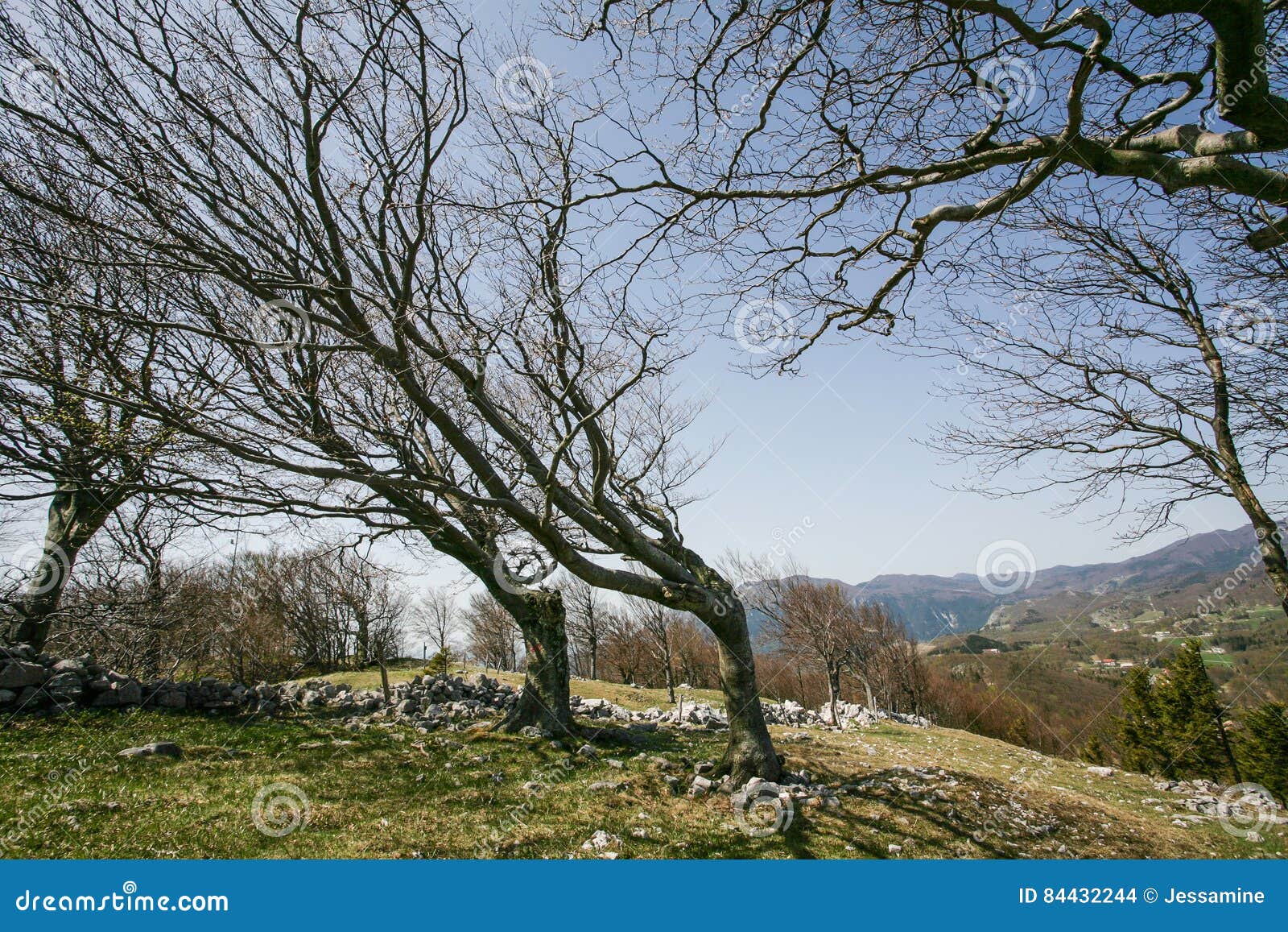 Bent Trees of Constant Bora Wind Stock Photo - Image of outdoor ...