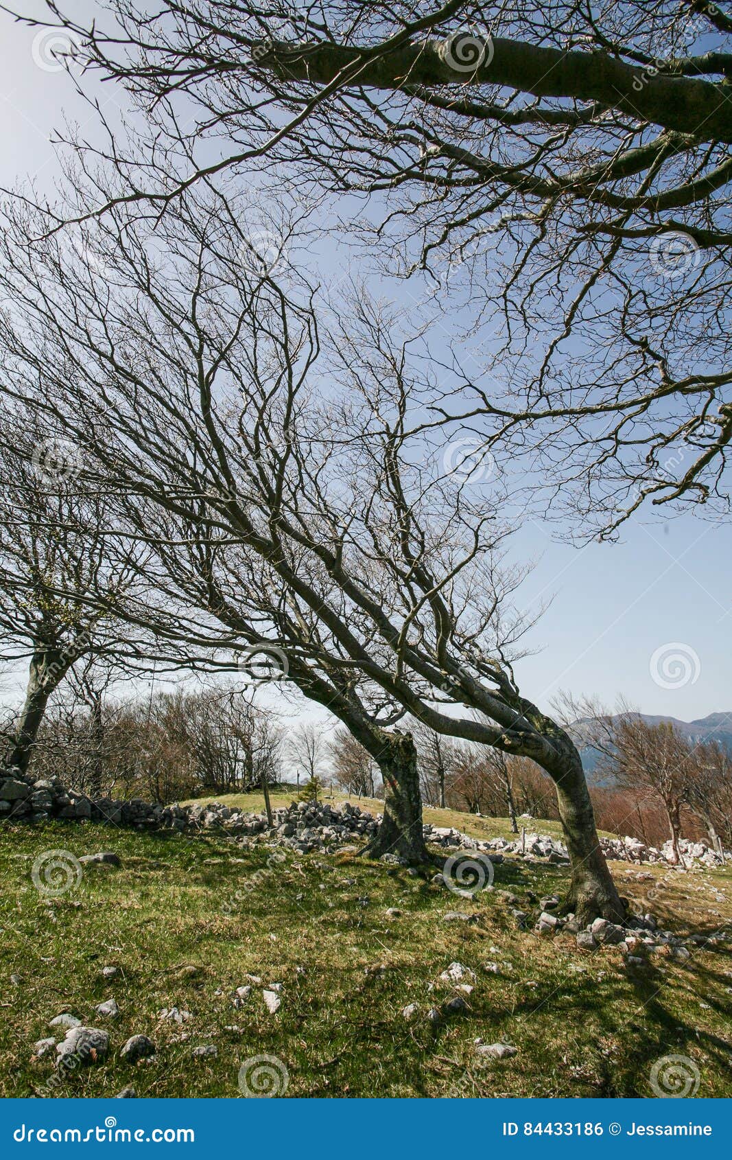 Bent Trees of Constant Bora Wind Stock Photo - Image of tree, nature ...