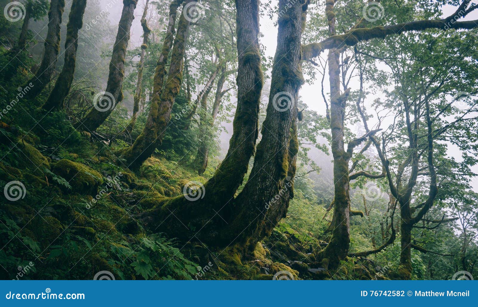 Bent Trees on the Mountainside Stock Photo - Image of rainforest ...