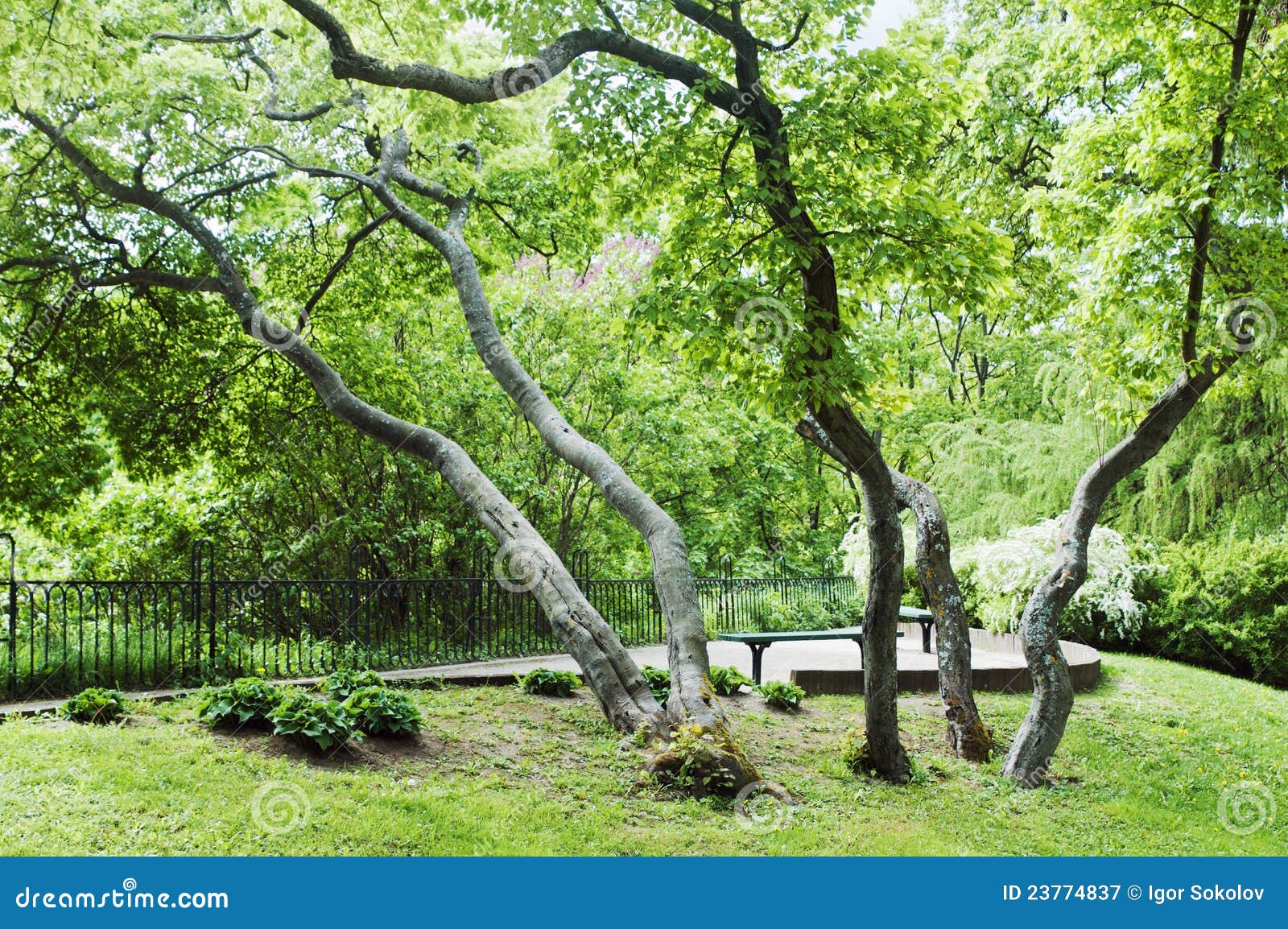 Bent trees in park stock image. Image of fantasy, environment - 23774837