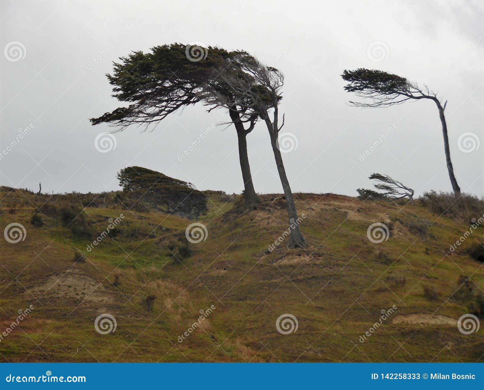 Bent trees stock image. Image of park, coastal, lone - 142258333