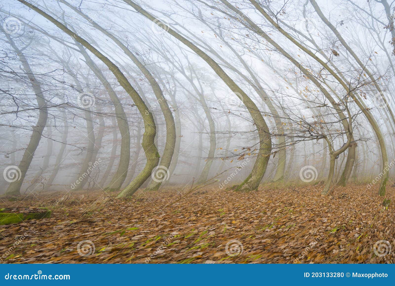Bent Trees in the Strong Wind. Photo Manipulation Stock Photo - Image ...
