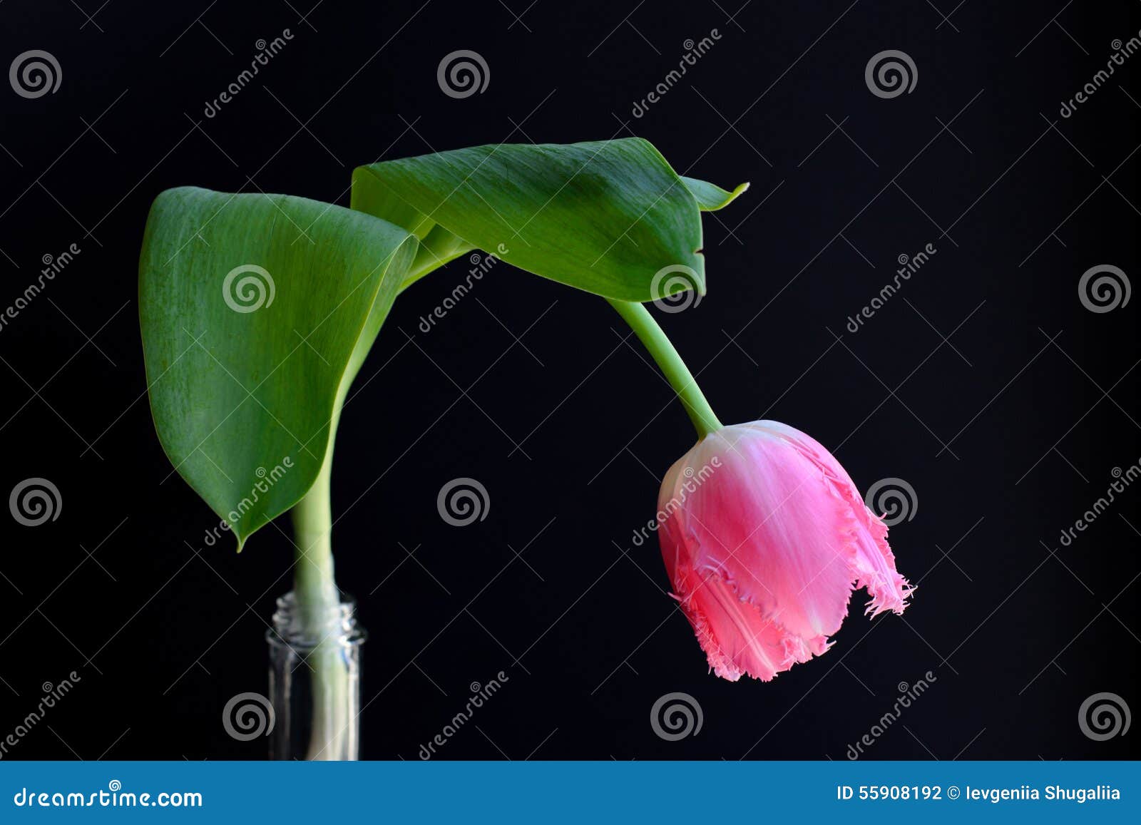 Bent tulip stock photo. Image of bent, pink, floral, bending - 55908192