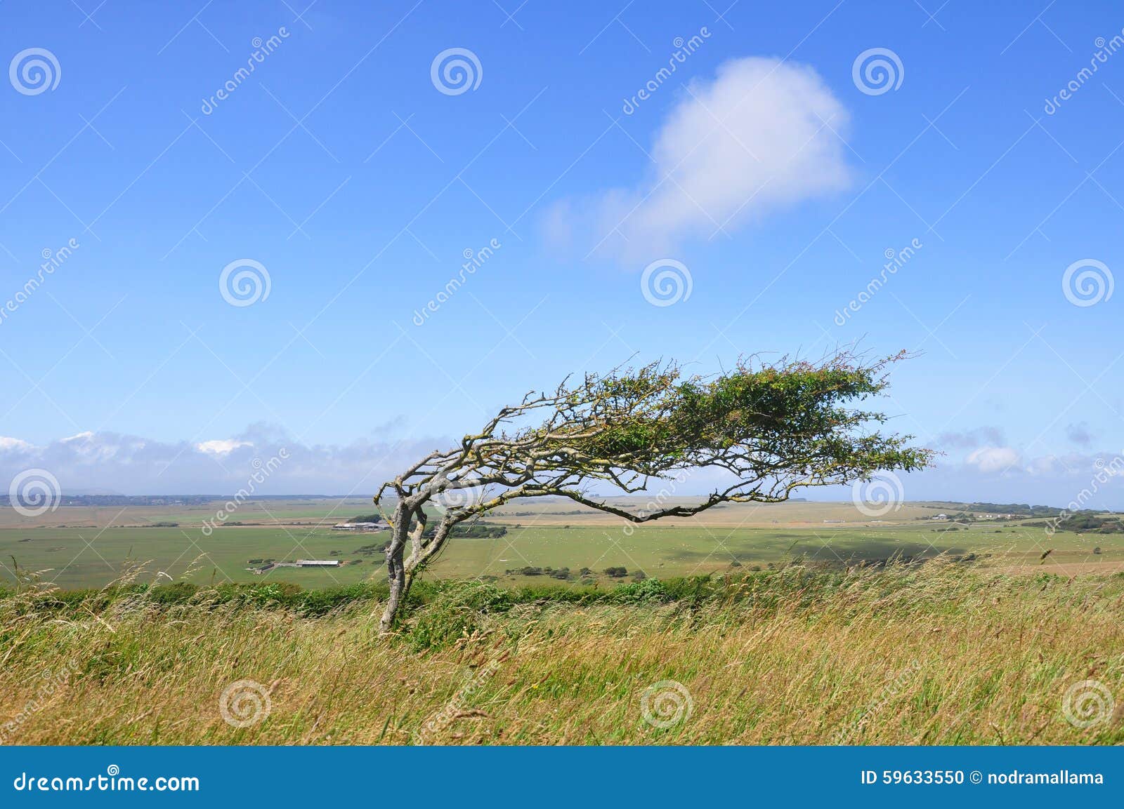 Windswept Tree Belstone Tor Dartmoor Devon Royalty-Free Stock ...