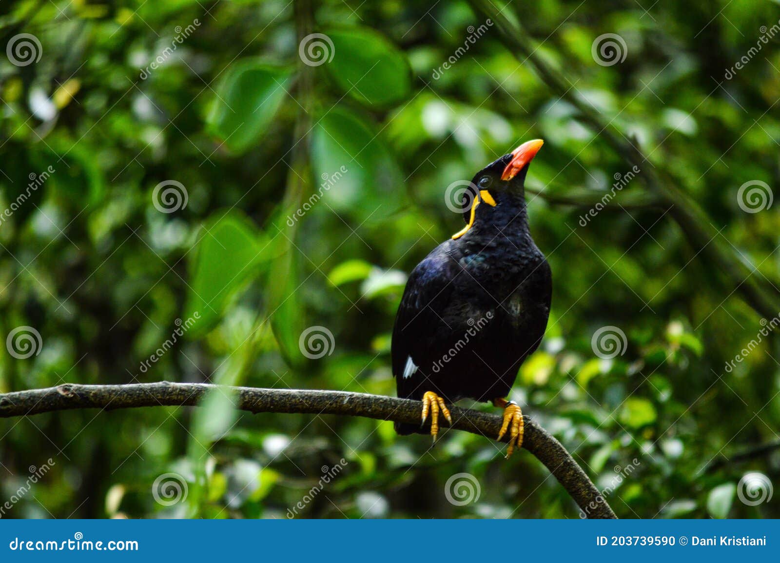 Beo Nias Gracula Robusta Look Above while Perched on Branch Stock Photo ...