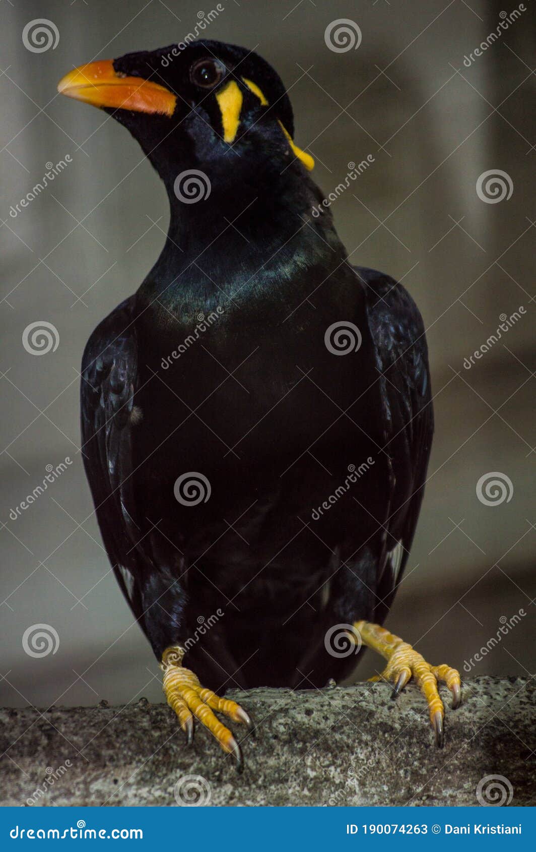 Beo Nias Gracula Robusta Perched on Wood Stock Image - Image of group ...