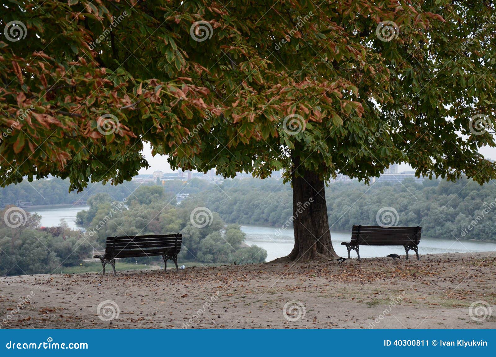 Beograd stock image. Image of bench, tree, donau, beograd - 40300811