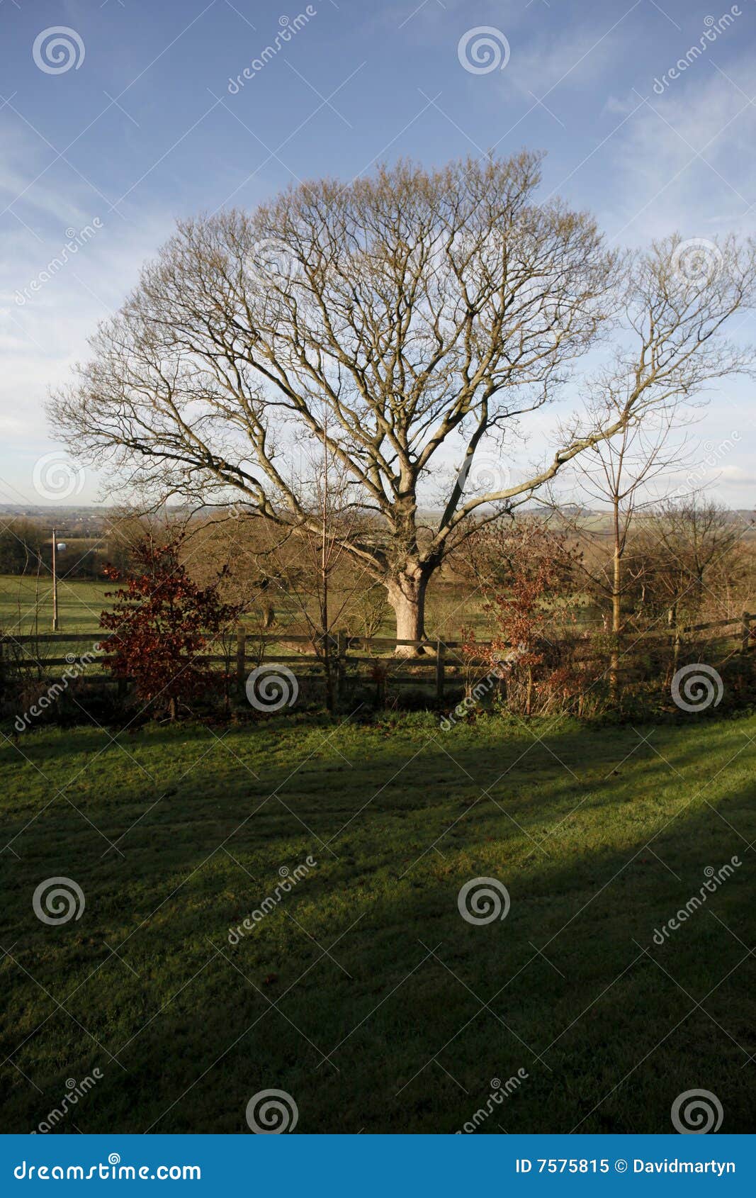 Beoley stock image. Image of tree, farmland, agricultural - 7575815