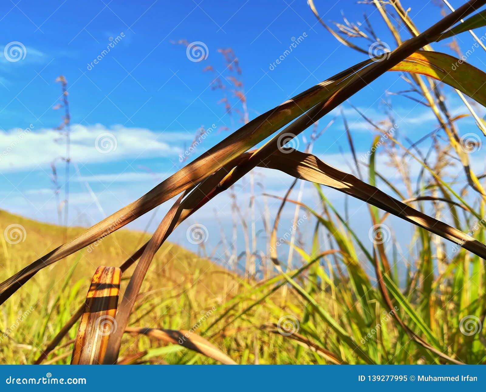 Beown Leaf Meadows Stock Photos - Free & Royalty-Free Stock Photos from ...