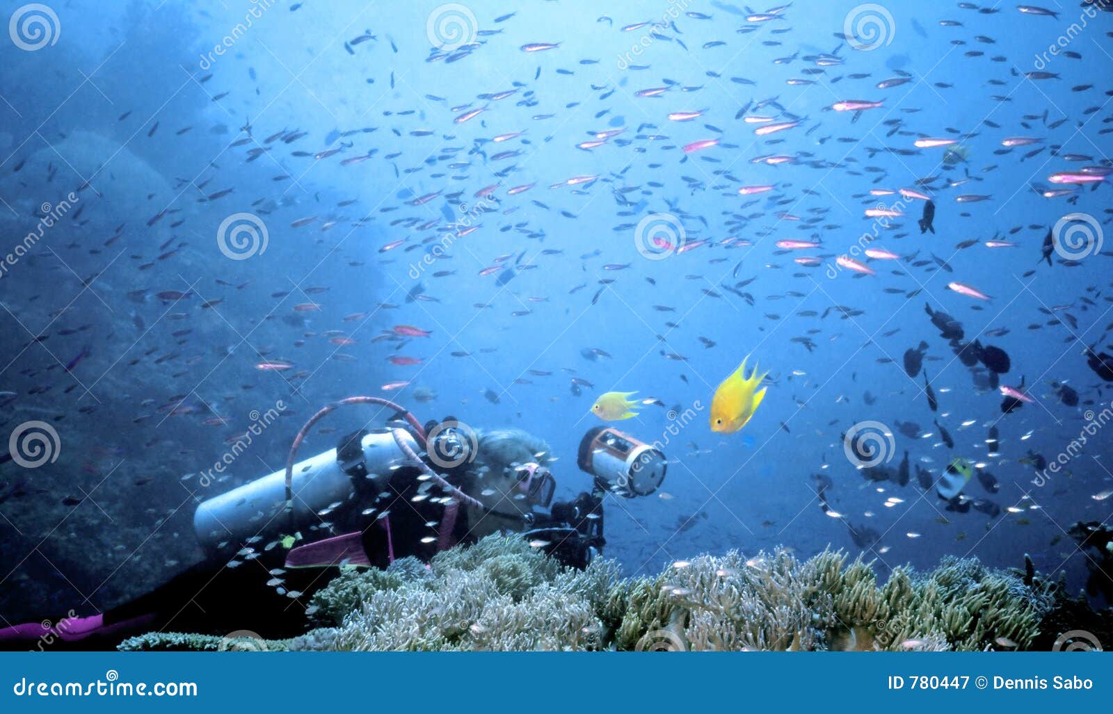 Beqa Fish storm stock image. Image of swim, fish, snorkeller - 780447
