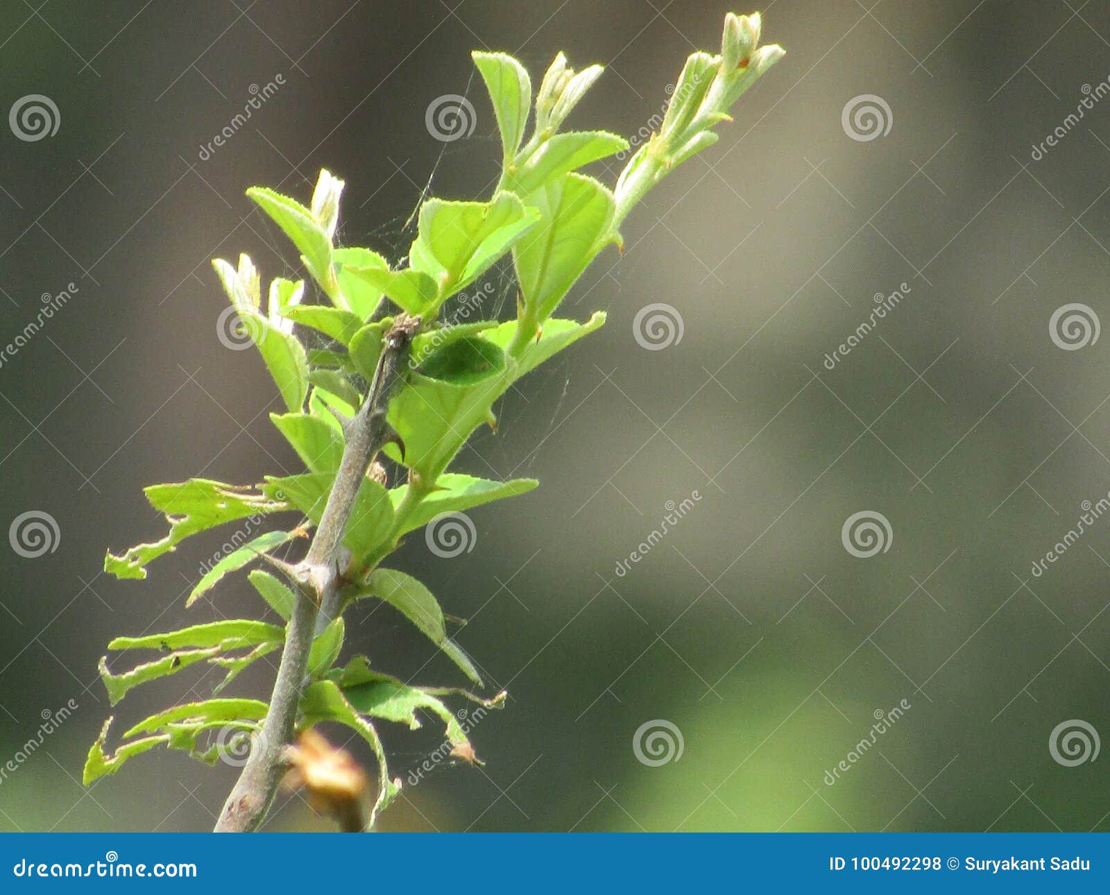 Ber tree stock photo. Image of india, subcontinent, asia - 100492298