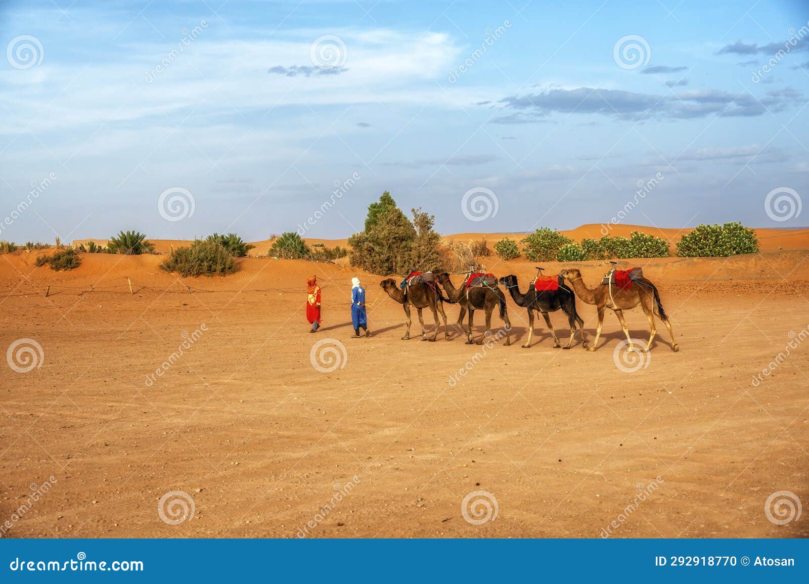 Berber and Camel Caravan in the Sahara Desert, Merzouga, Morocco ...