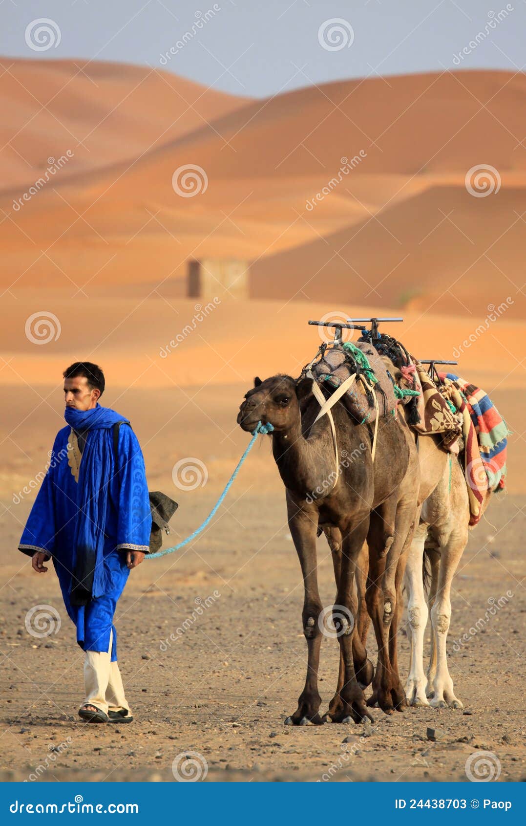 Berber Guide and His Camels Editorial Stock Photo - Image of desert ...
