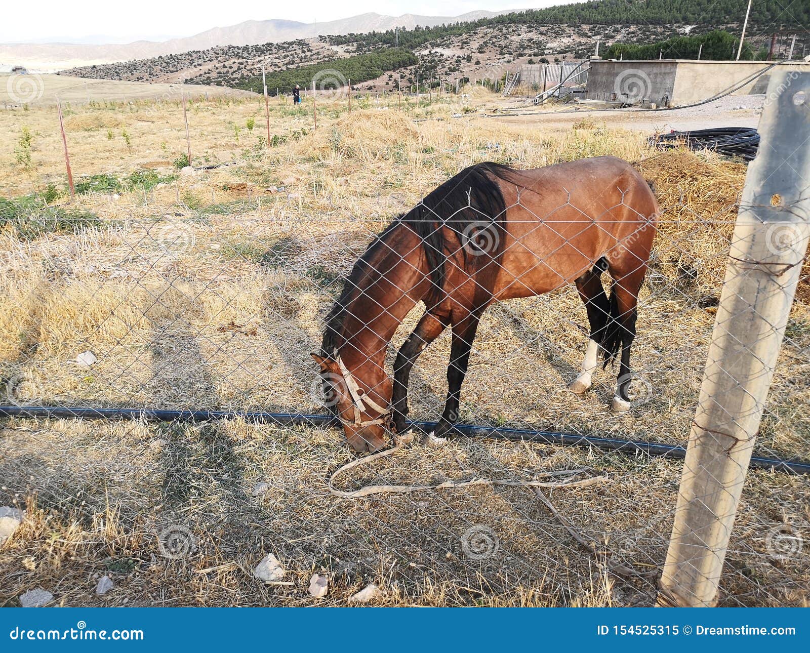 Berber horse stock image. Image of nature, horse, animals - 154525315