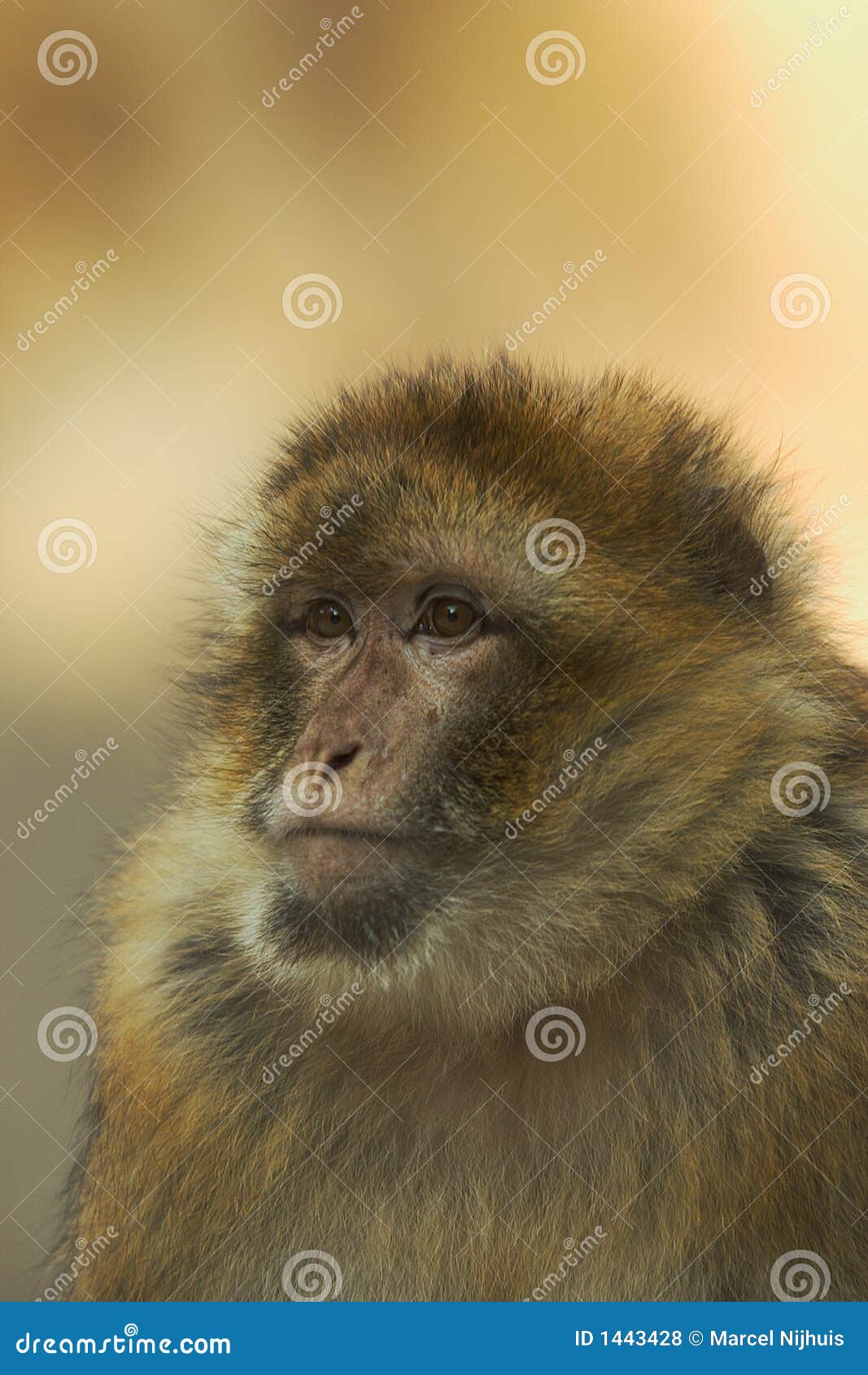 Berber monkey stock photo. Image of tree, sweet, brown - 1443428