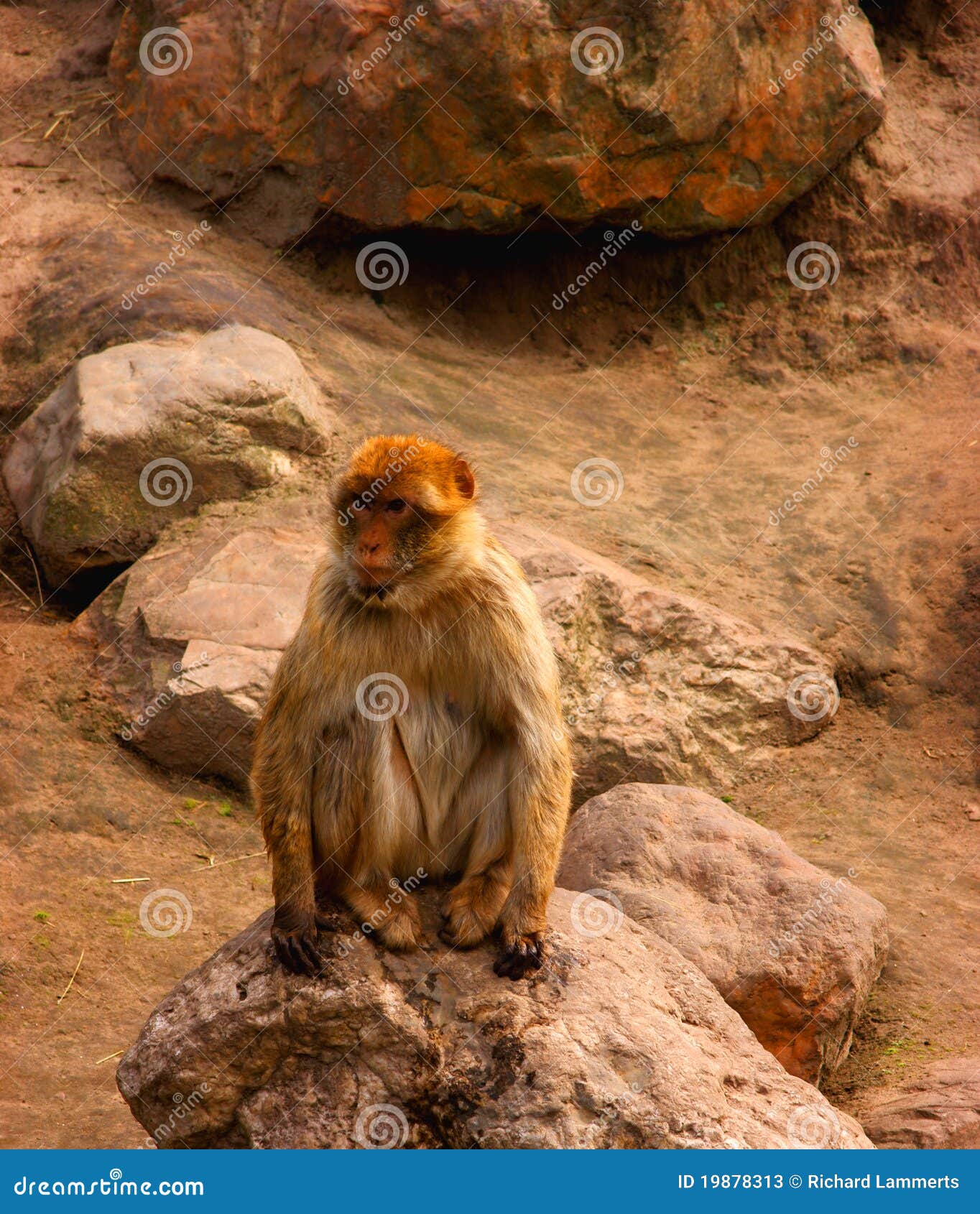 Berber monkey stock image. Image of apenheul, gibraltar - 19878313