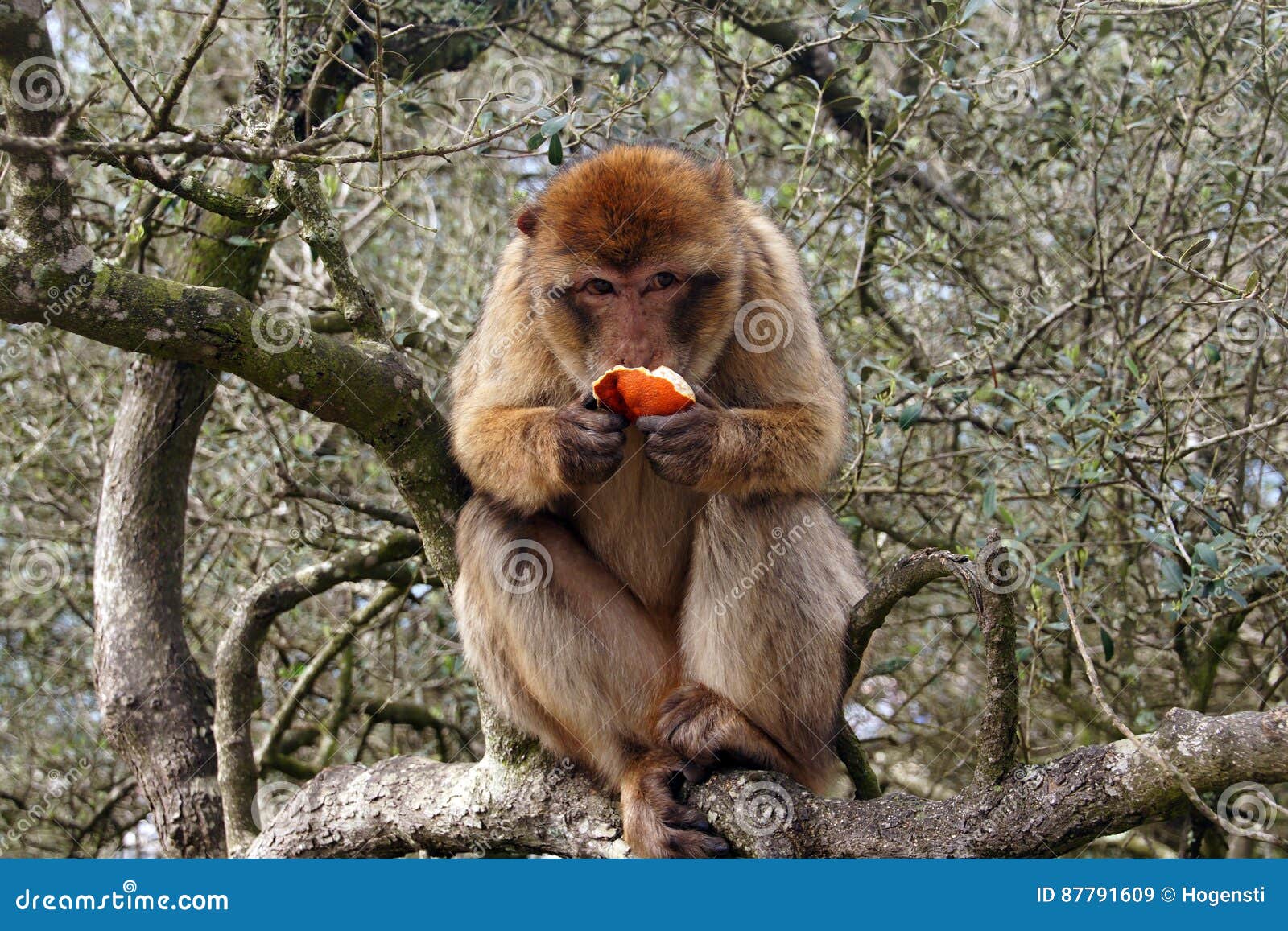 Berber Monkey Royalty-Free Stock Image | CartoonDealer.com #57116152