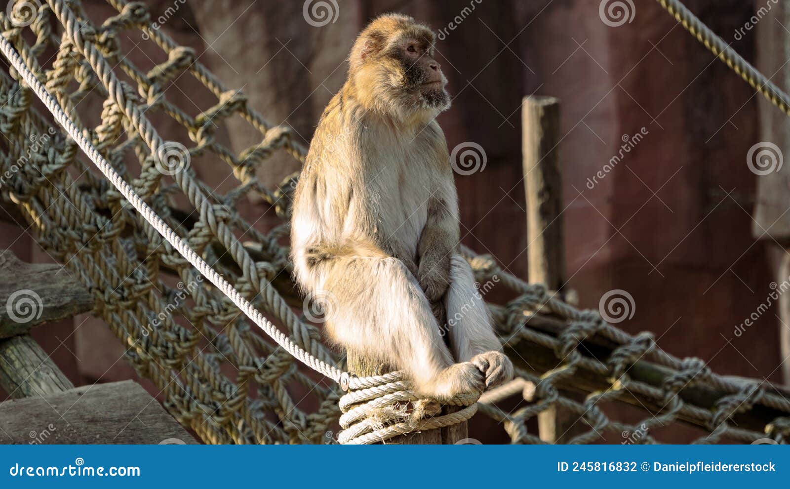 Berber Monkey (Macaca Sylvanus) in a Zoo Stock Photo - Image of nature ...