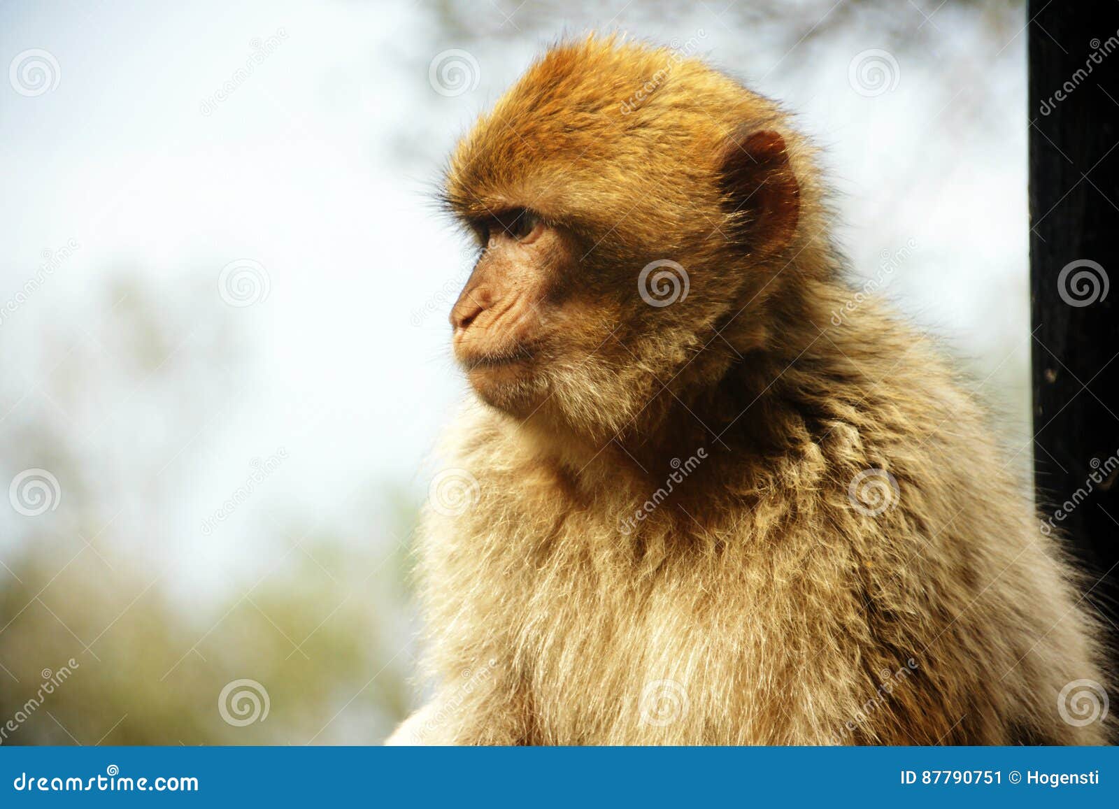 Mnonkey Stock Photos - Free & Royalty-Free Stock Photos from Dreamstime