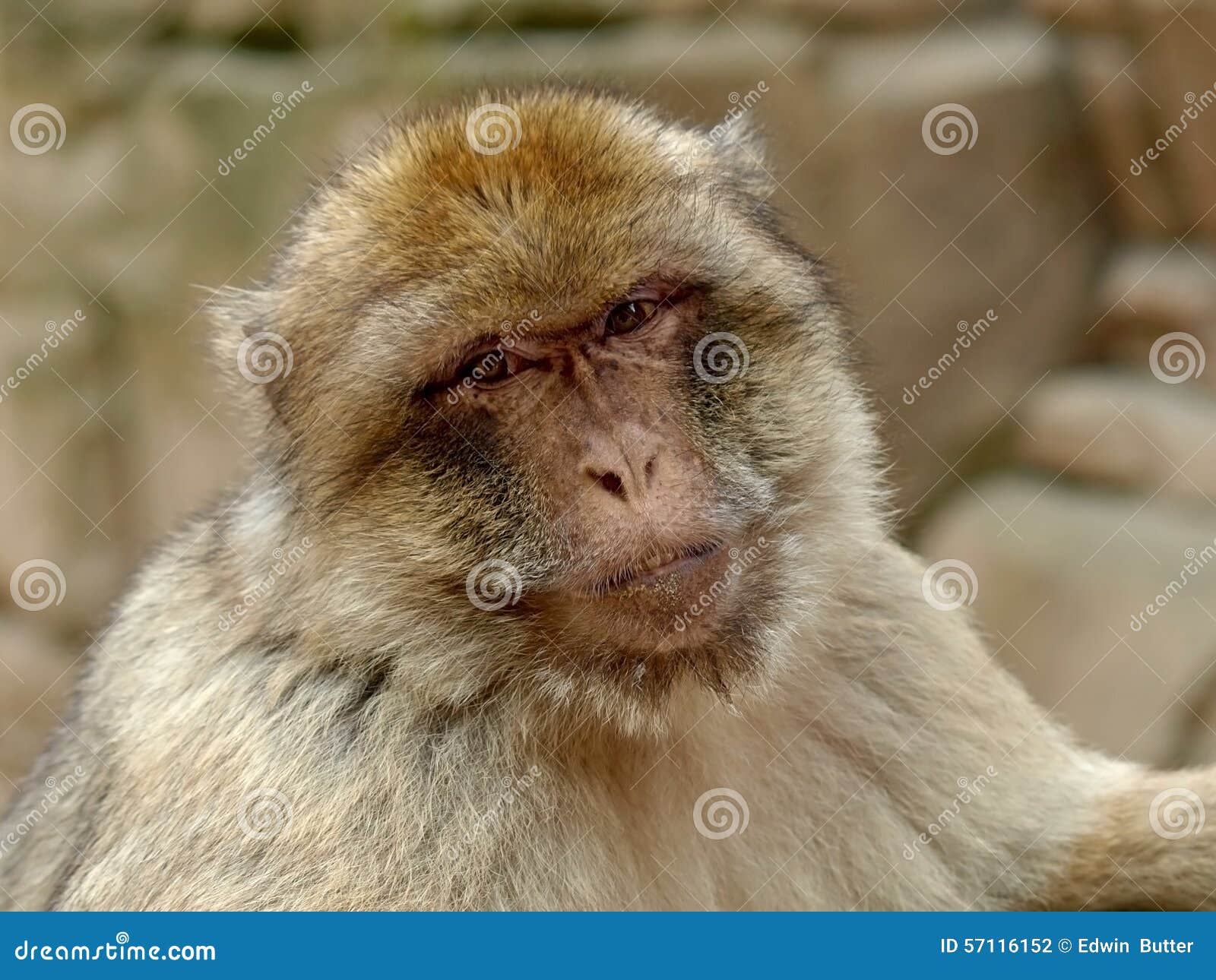 Berber monkey stock photo. Image of background, black - 57116152