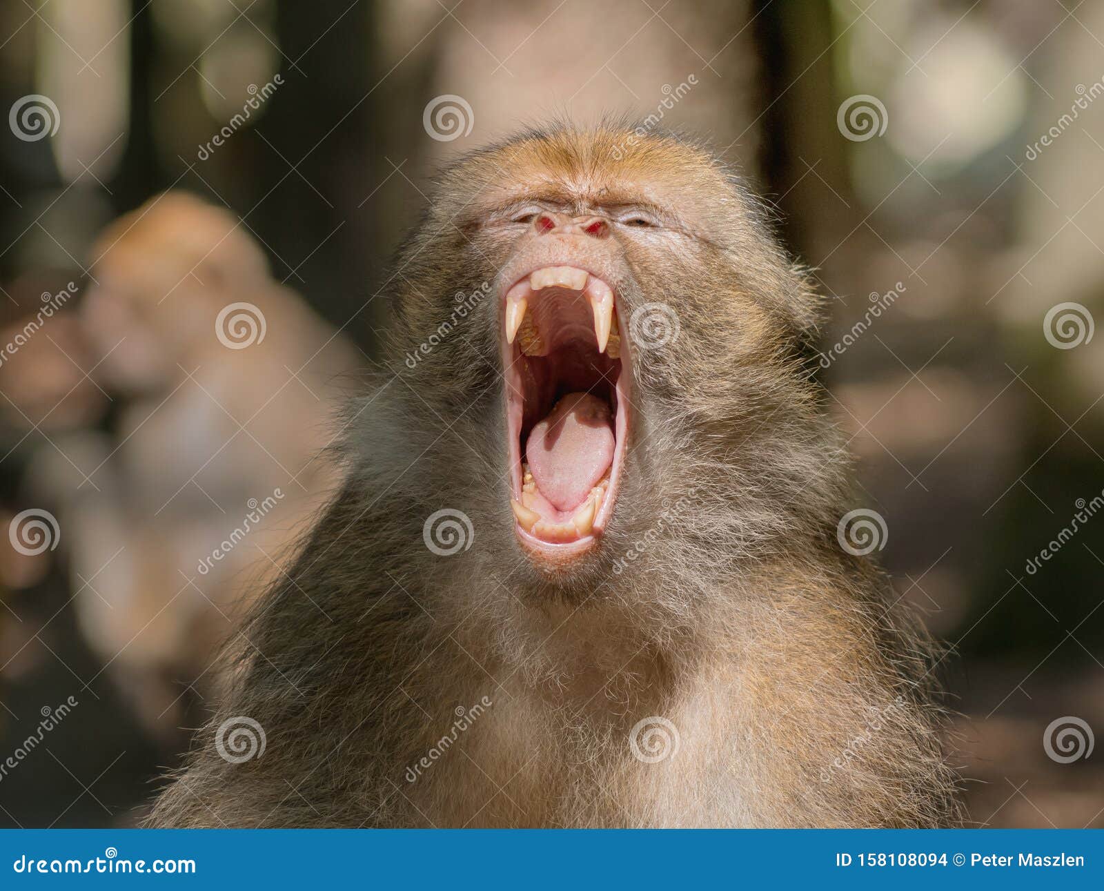 Berber Monkey Showing His Big Teeth Stock Photo - Image of background ...