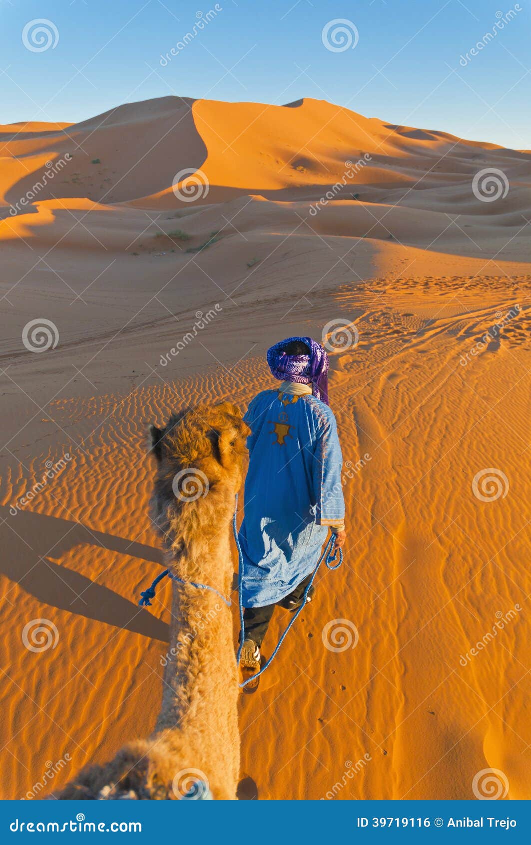 Berber Walking with Camel at Erg Chebbi, Morocco Stock Photo - Image of ...