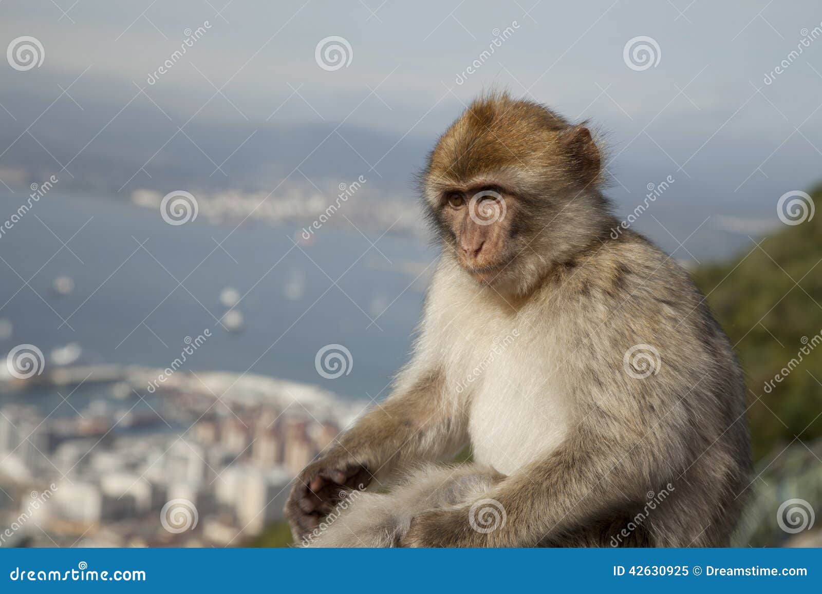 Berber Monkey Berberabe, Gibraltar Berber Monkey Stock Image - Image of ...