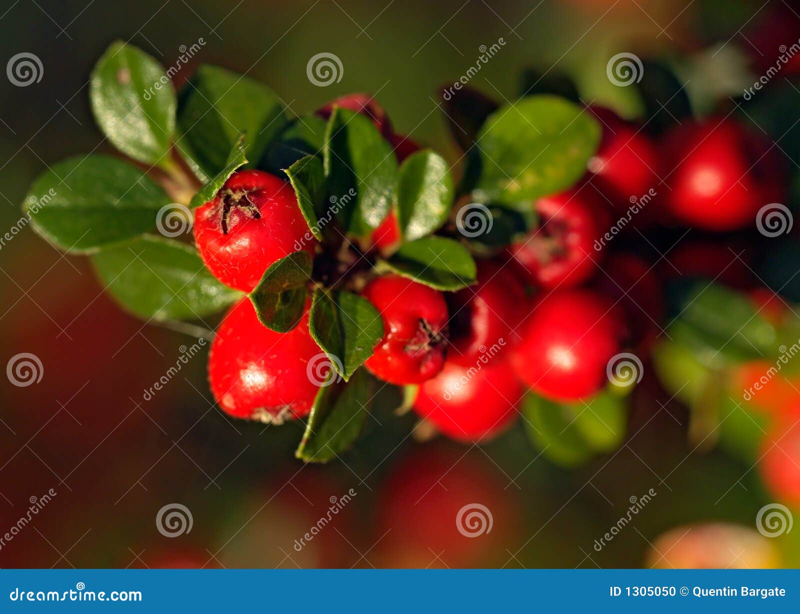 Berberis Berries in the Fall Stock Photo - Image of autumn, garden: 1305050