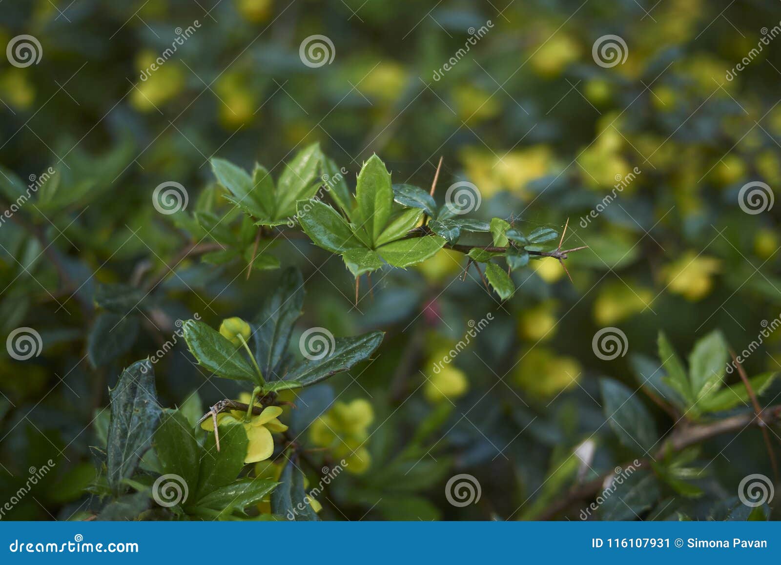 Berberis candidula shrub stock image. Image of leaves - 116107931