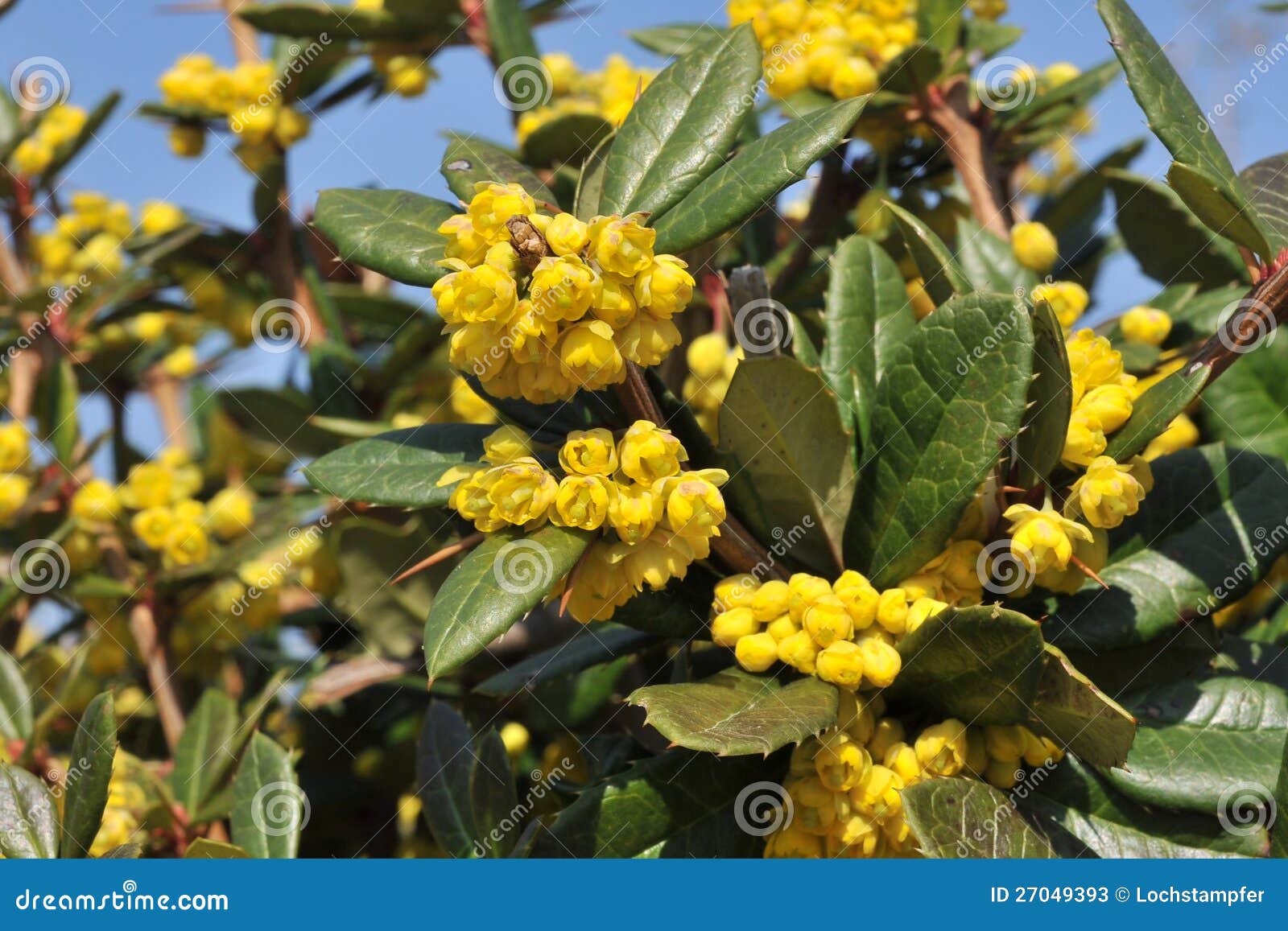 Berberis Julianae (Wintergreen Barberry Or Chinese Barberry) Stock ...