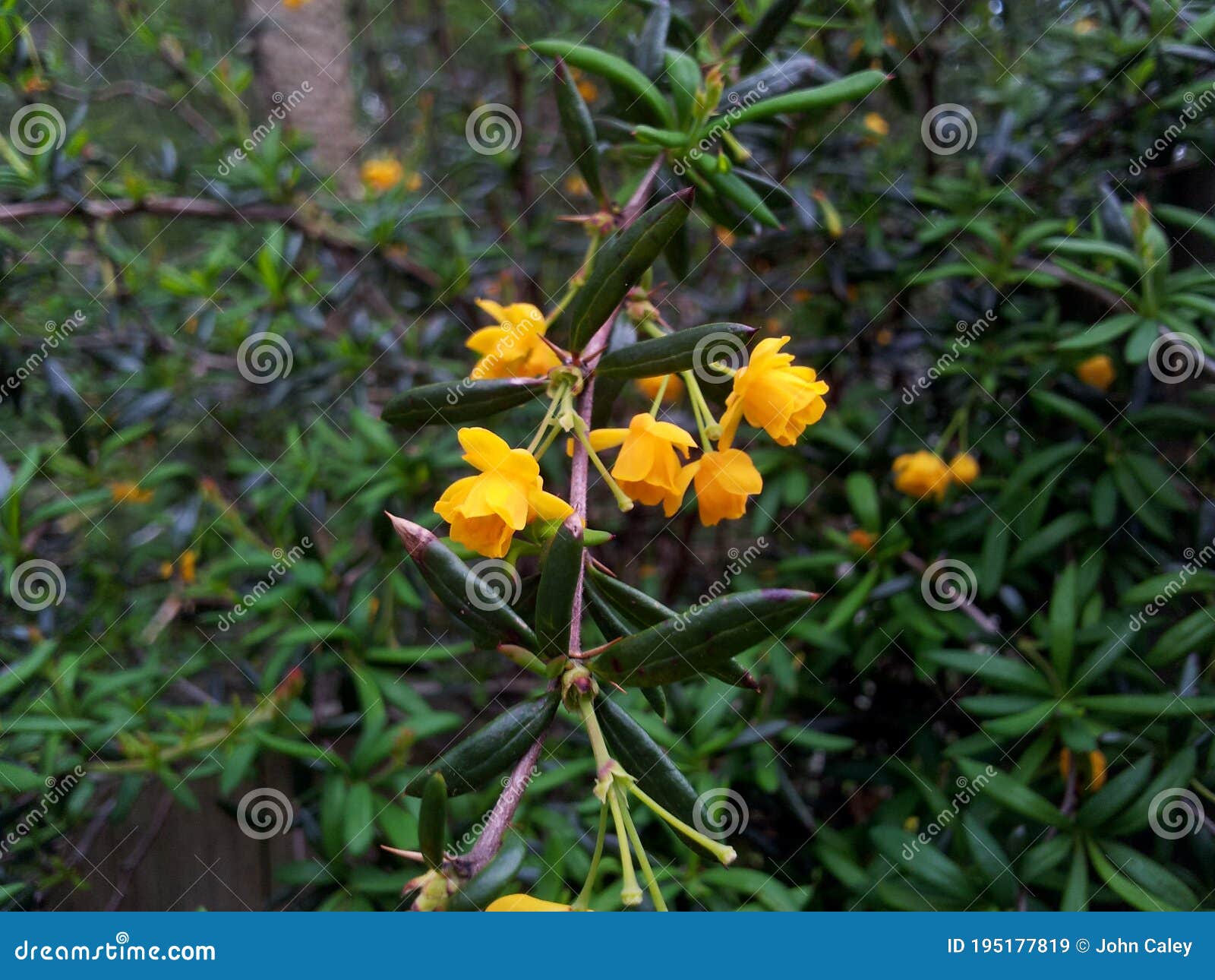 Berberis x stenophylla stock image. Image of evergreen - 195177819