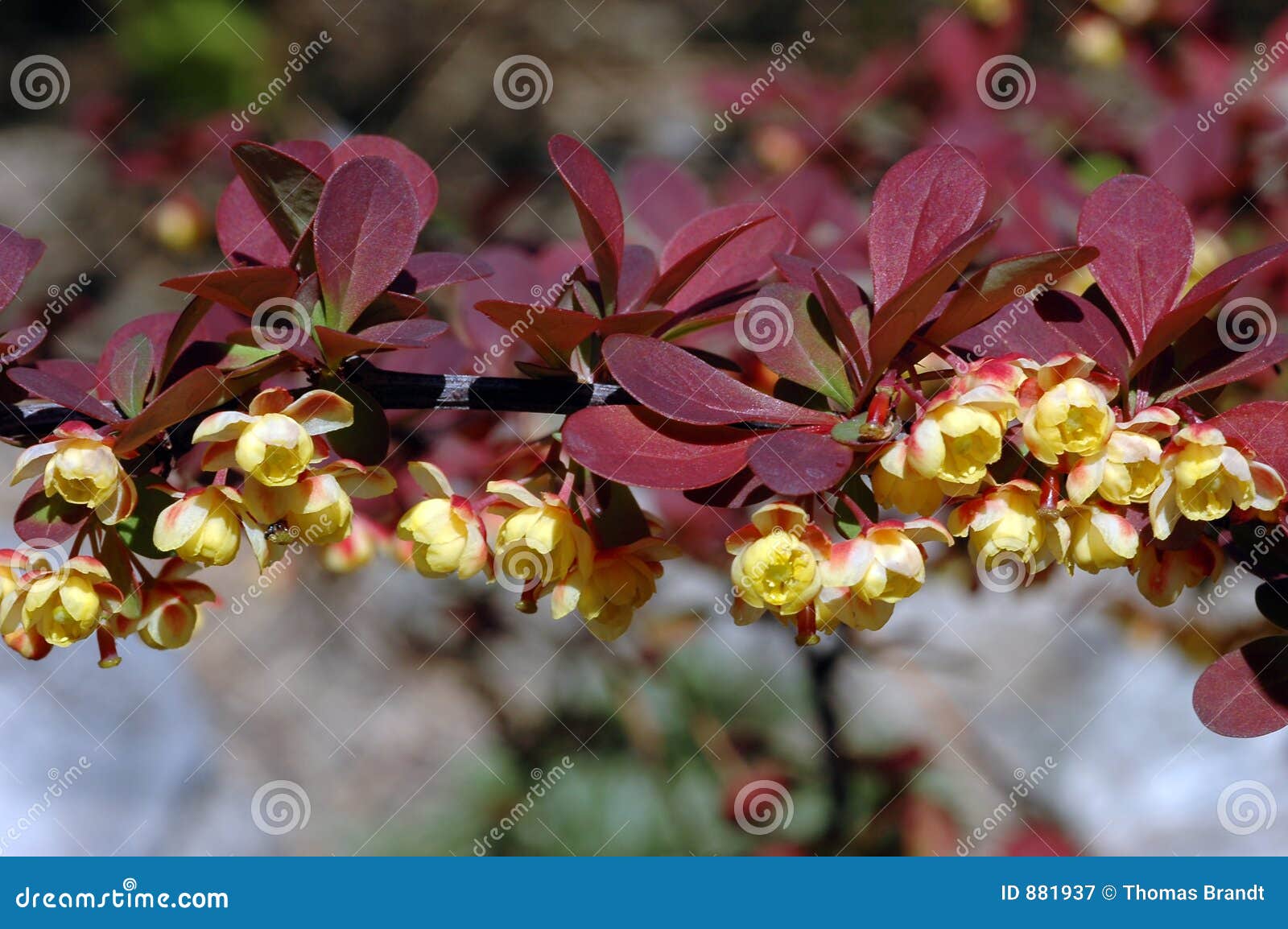 Berberis Thunbergii 'Rose Glow' Stock Image - Image: 881937