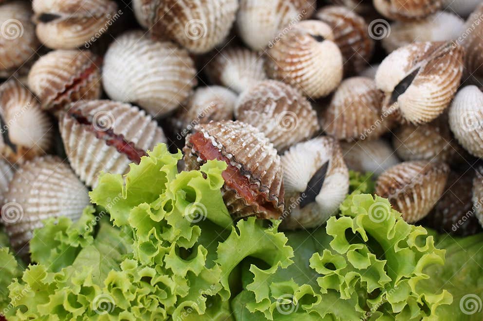 Berbigão foto de stock. Imagem de marinho, fundo, cockle - 36453960
