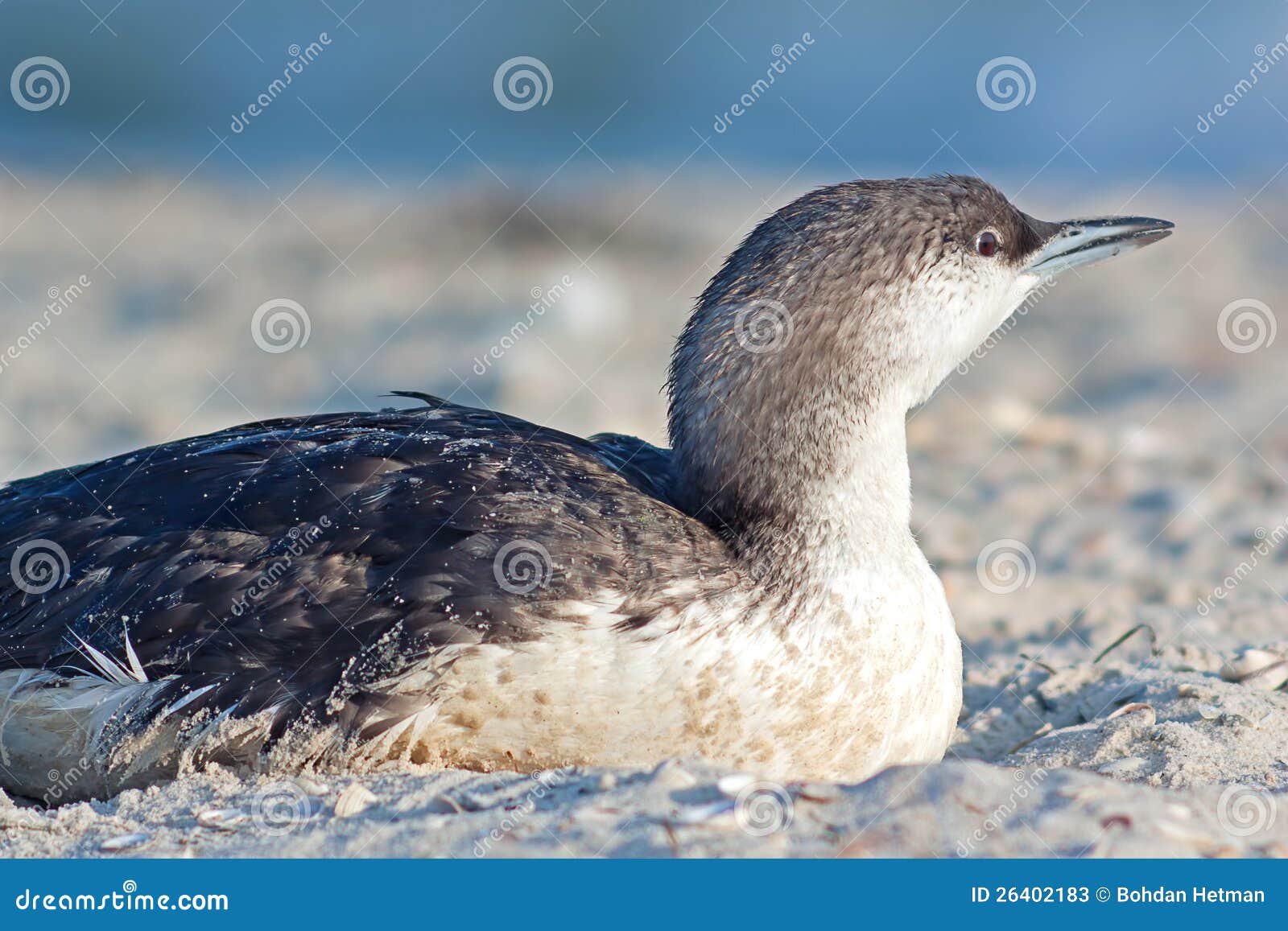 Berd stock image. Image of wild, wildlife, landscape - 26402183