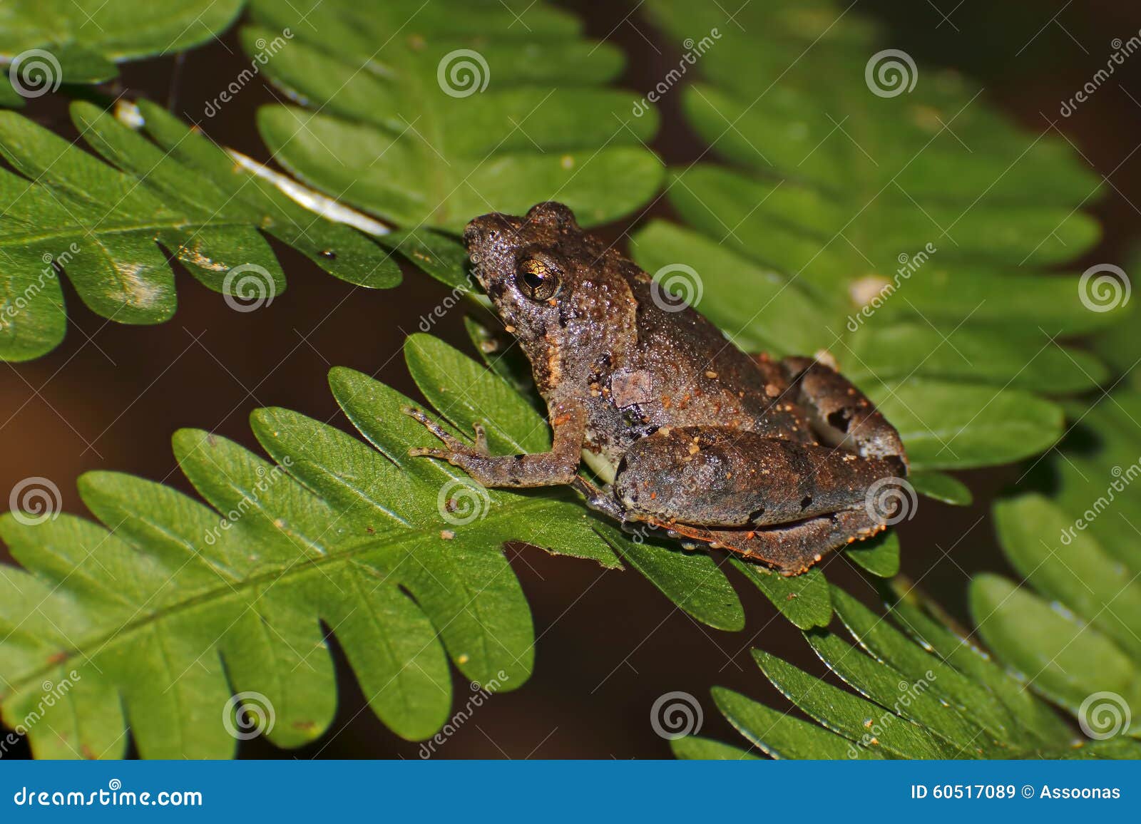 Berdmore S Chorus Frog Microhyla Berdmorei Stock Image - Image of dark ...