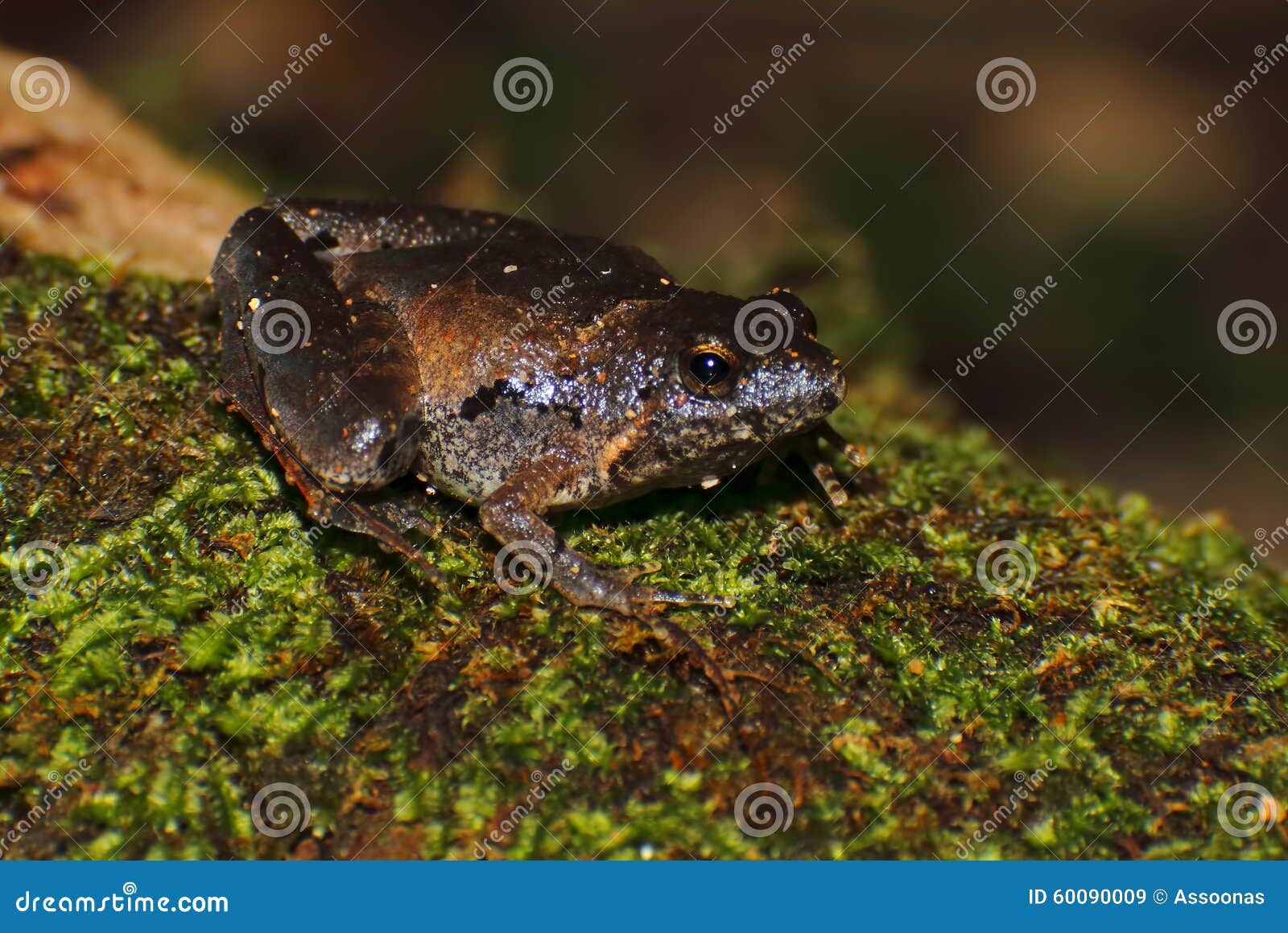 Berdmore S Chorus Frog Microhyla Berdmorei Stock Image - Image of ...