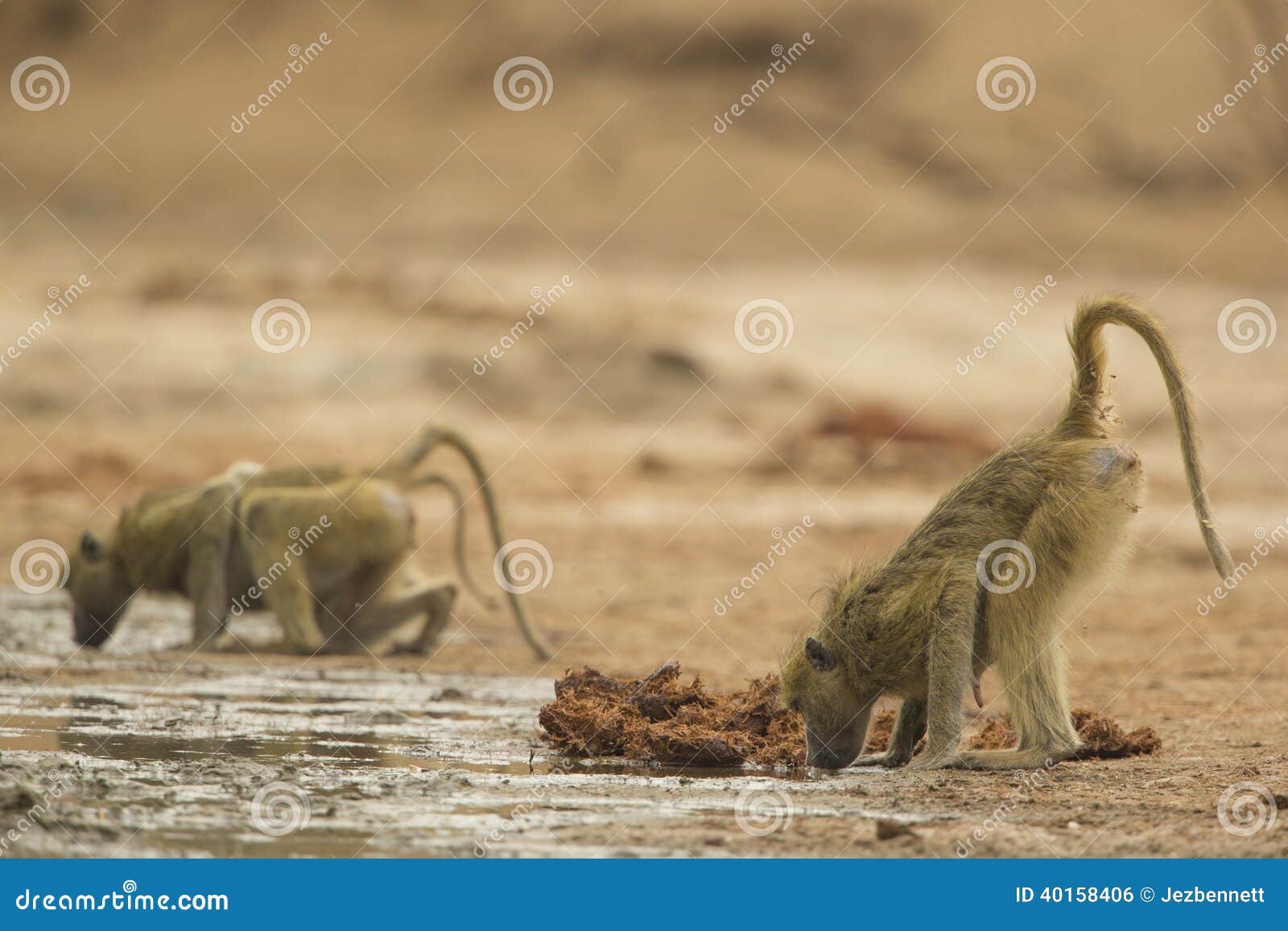 Bere Dei Babbuini Di Chacma (ursinus Del Papio) Fotografia Stock ...